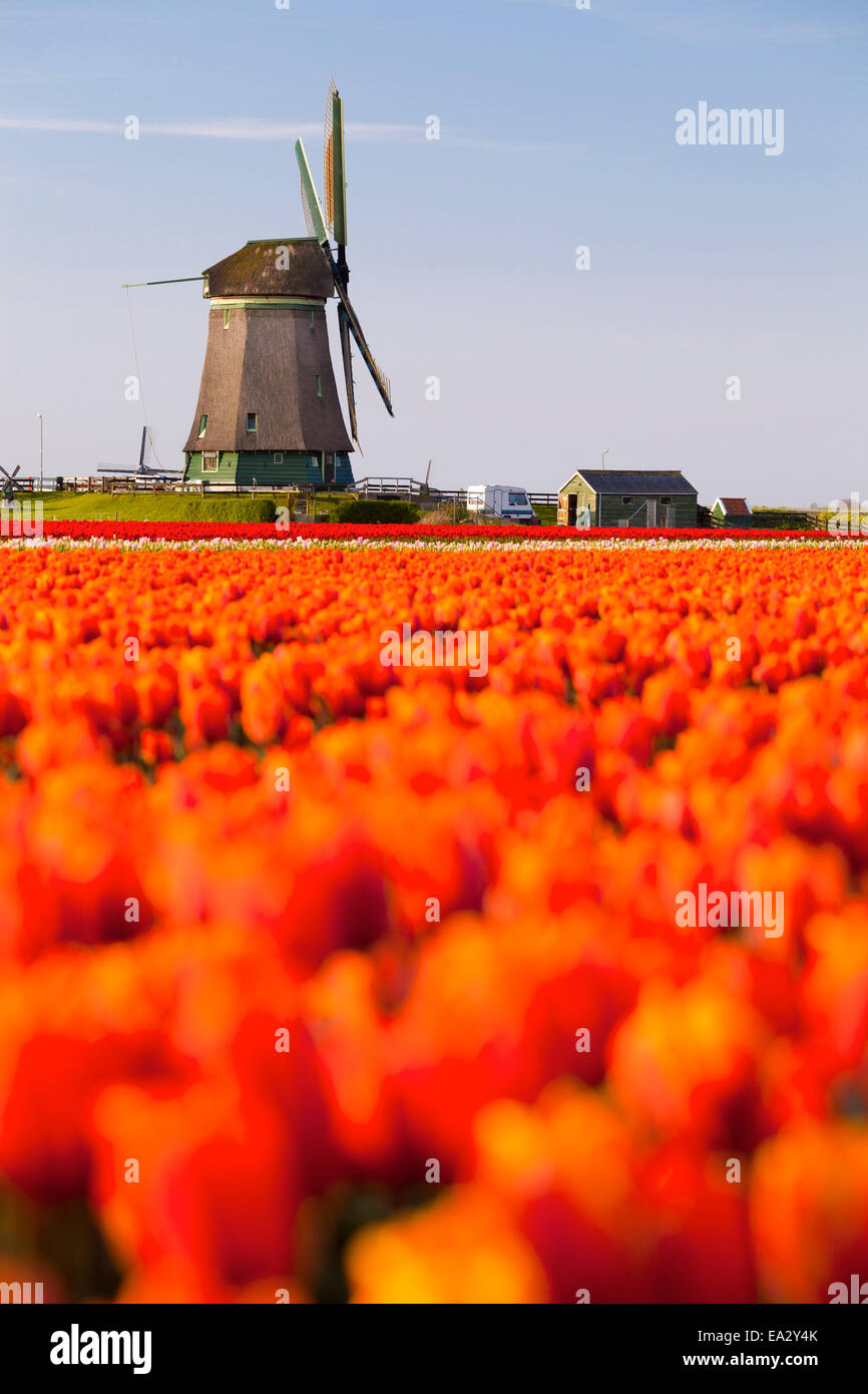 Obdam hi-res stock photography and images - Alamy