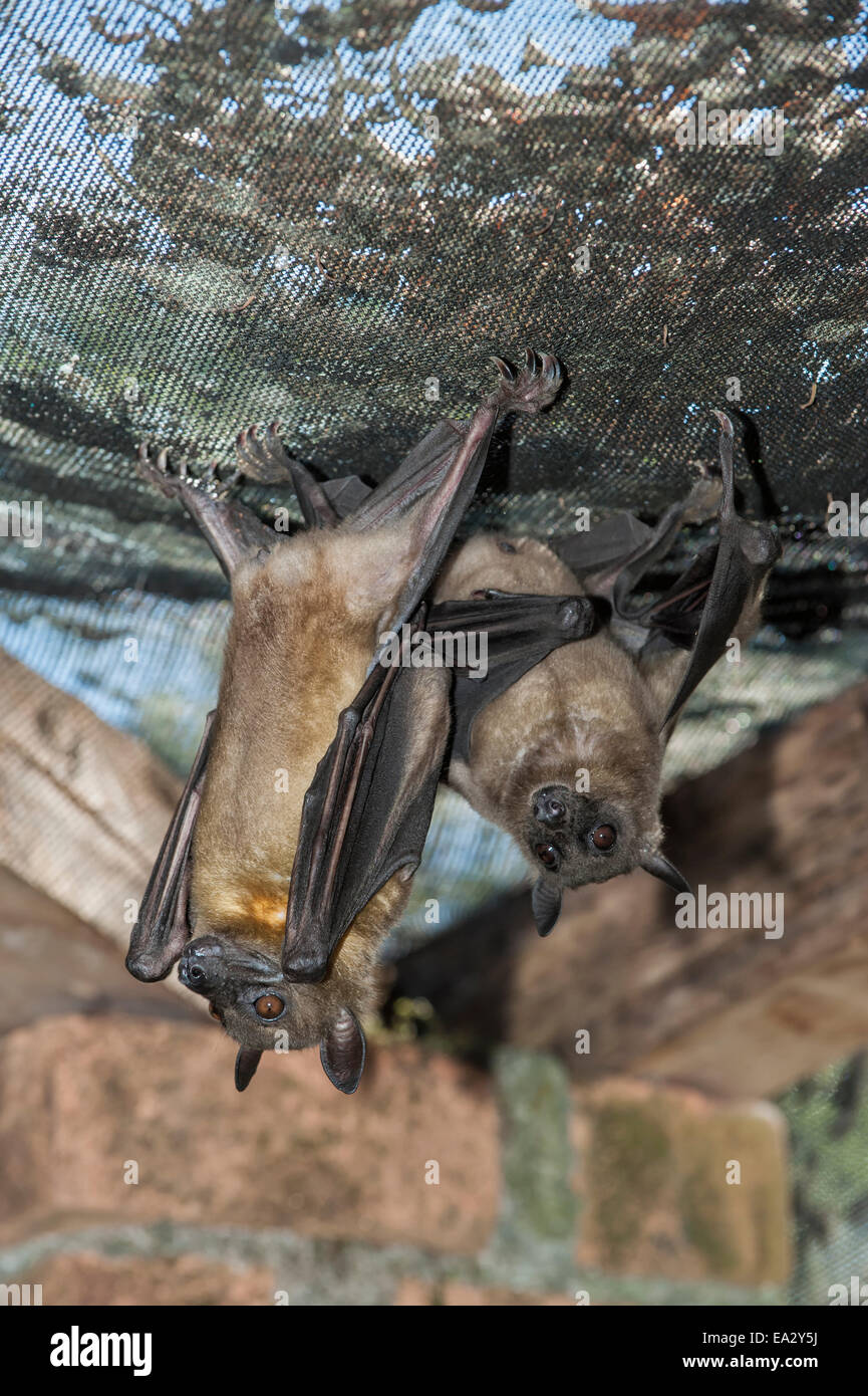 Madagascar Flying Fox (Madagascar Fruit Bat) (Pteropus rufus) hanging ...