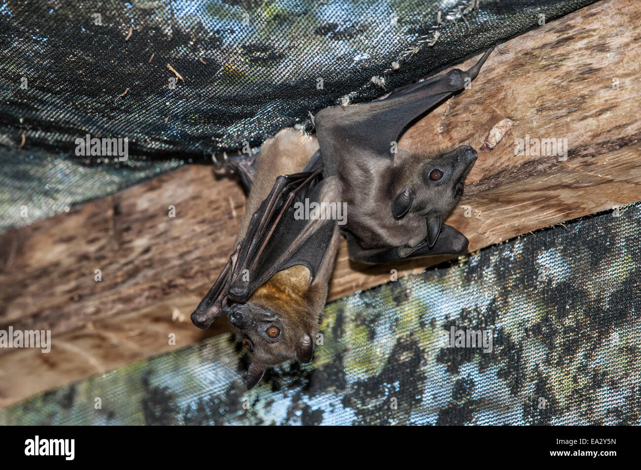 Madagascar Flying Fox (Madagascar Fruit Bat) (Pteropus rufus) hanging ...