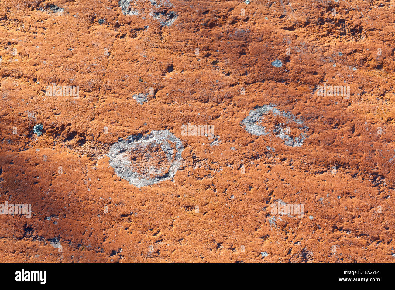 Trentepohlia hi-res stock photography and images - Alamy