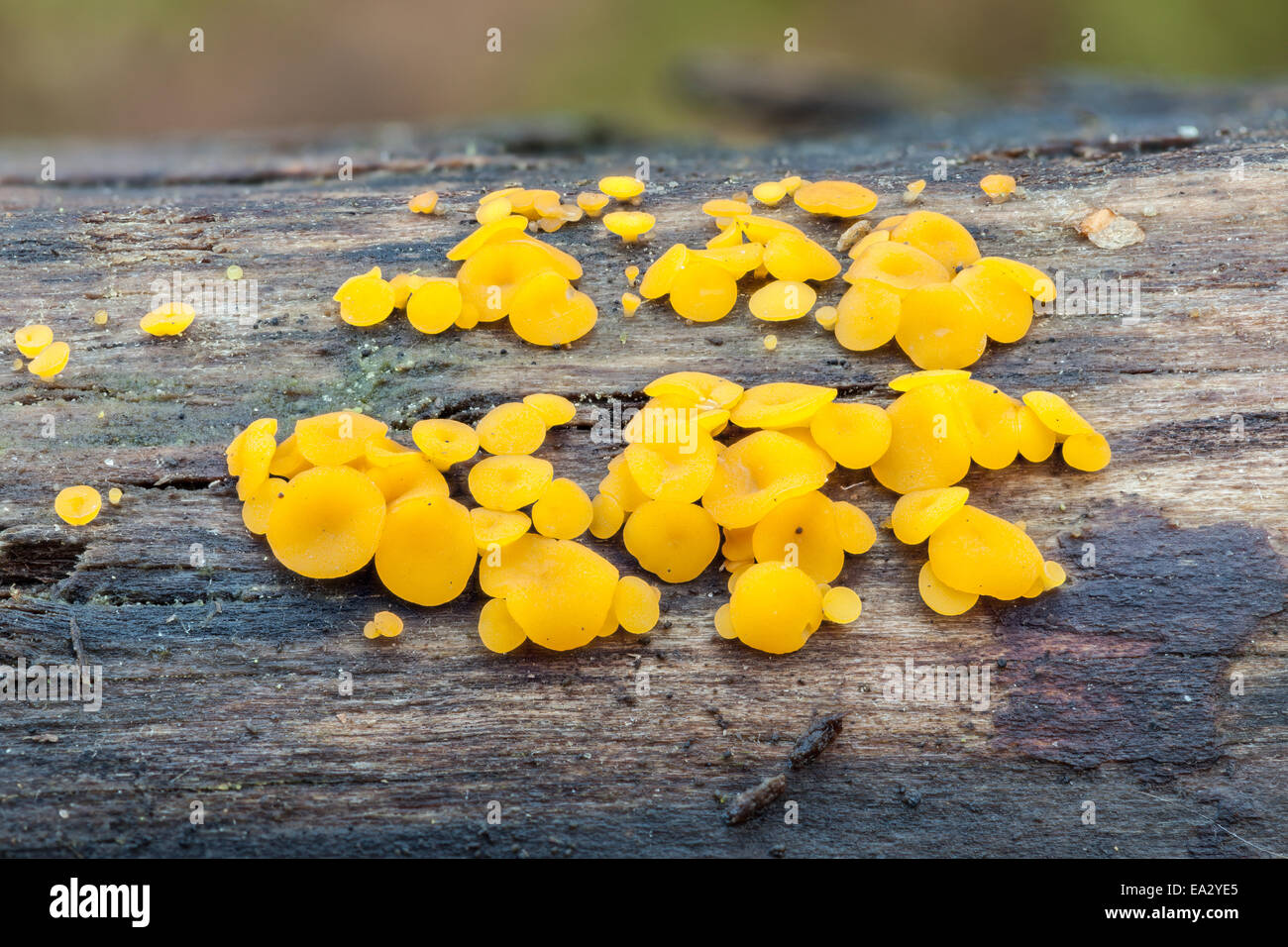 Lemon discos fungus Stock Photo - Alamy