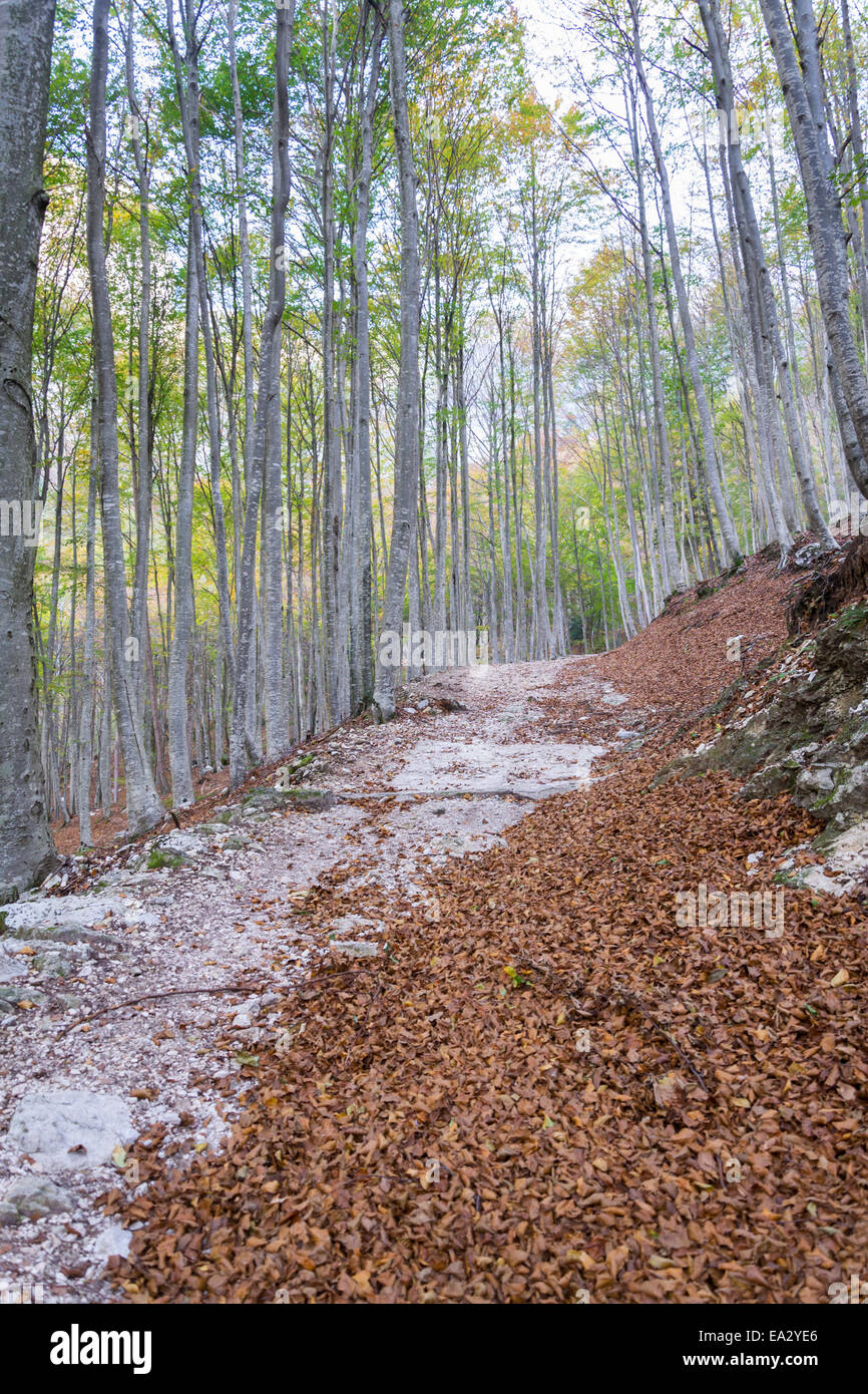 Forest path high trees hi-res stock photography and images - Alamy