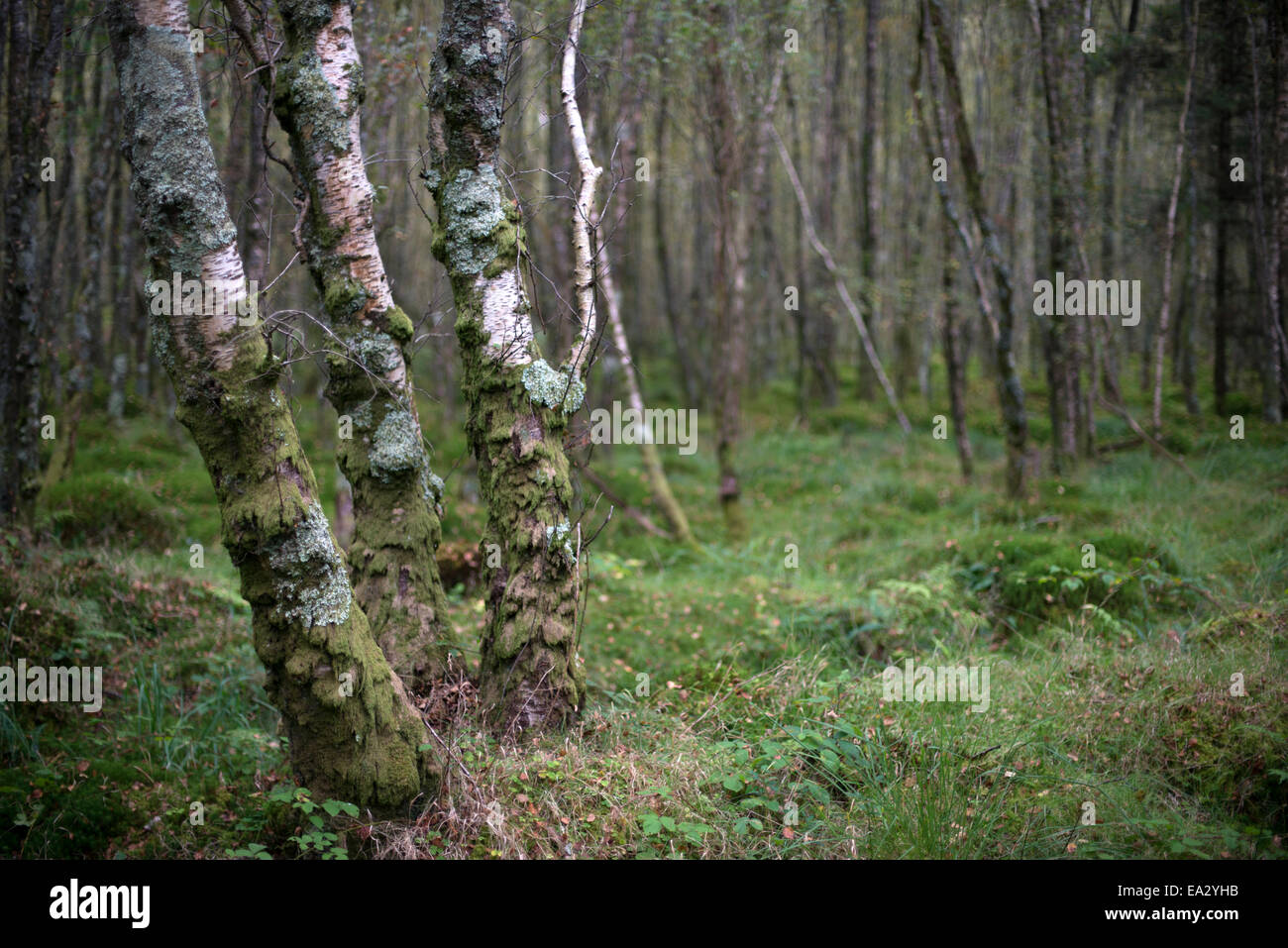three tree trunks Stock Photo - Alamy