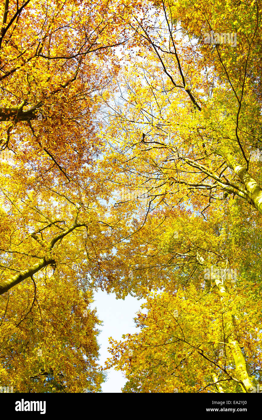 Looking up through autumn trees, nature background Stock Photo - Alamy