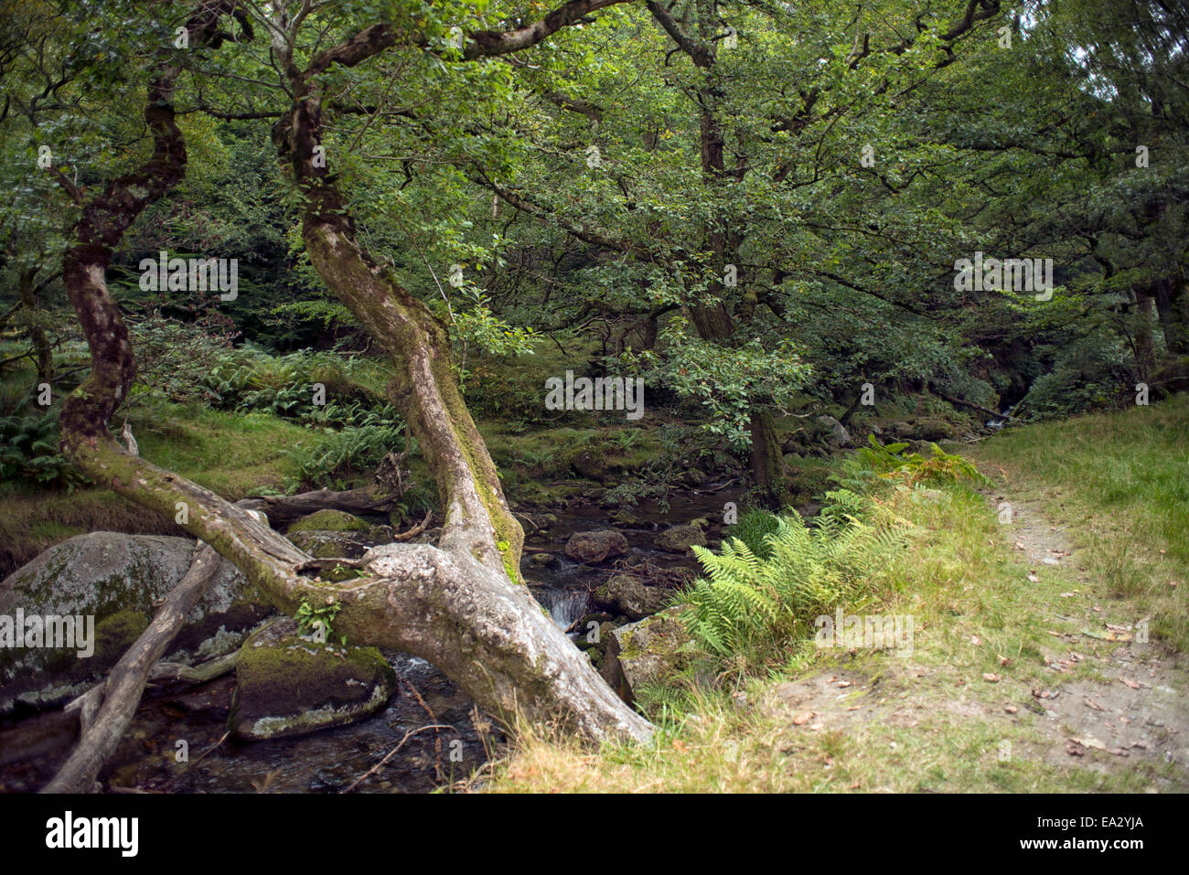 tree put forward a river Stock Photo - Alamy