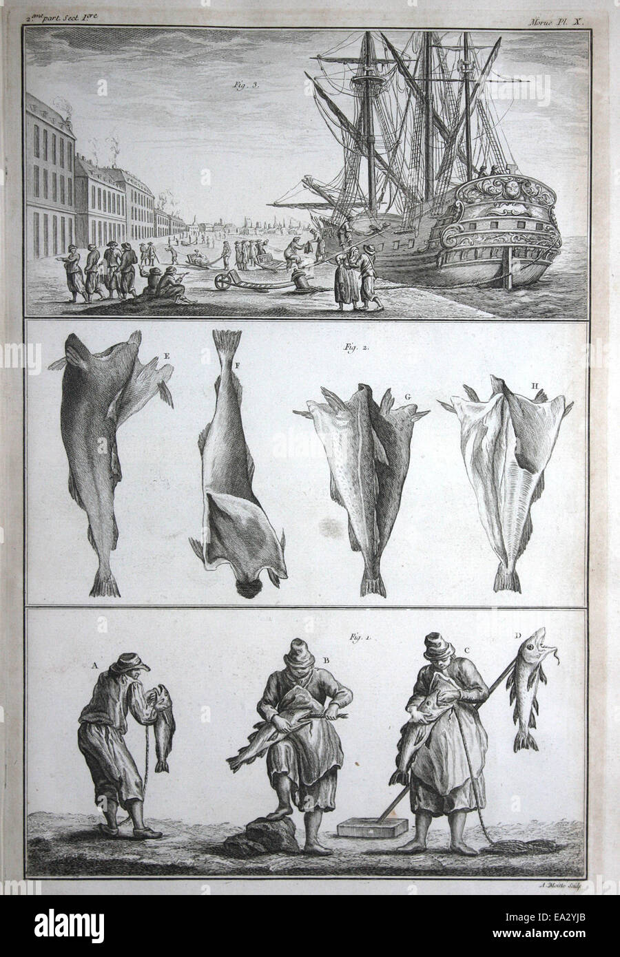 A scene showing the preparation of cod for market, highlighting the ...
