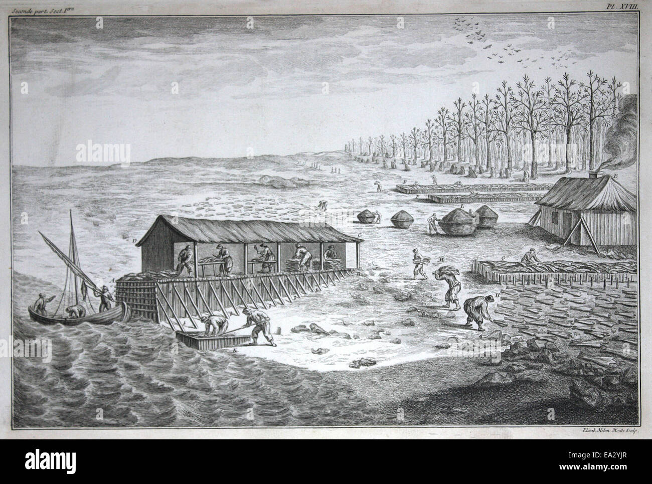 The image of scaffolding used for drying cod highlights an important ...