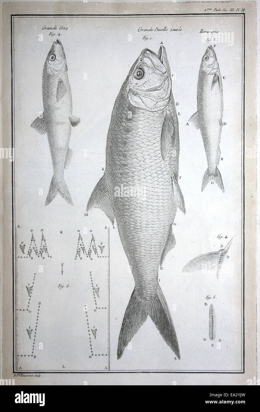 The artwork depicting Shad and other fish highlights the natural beauty ...