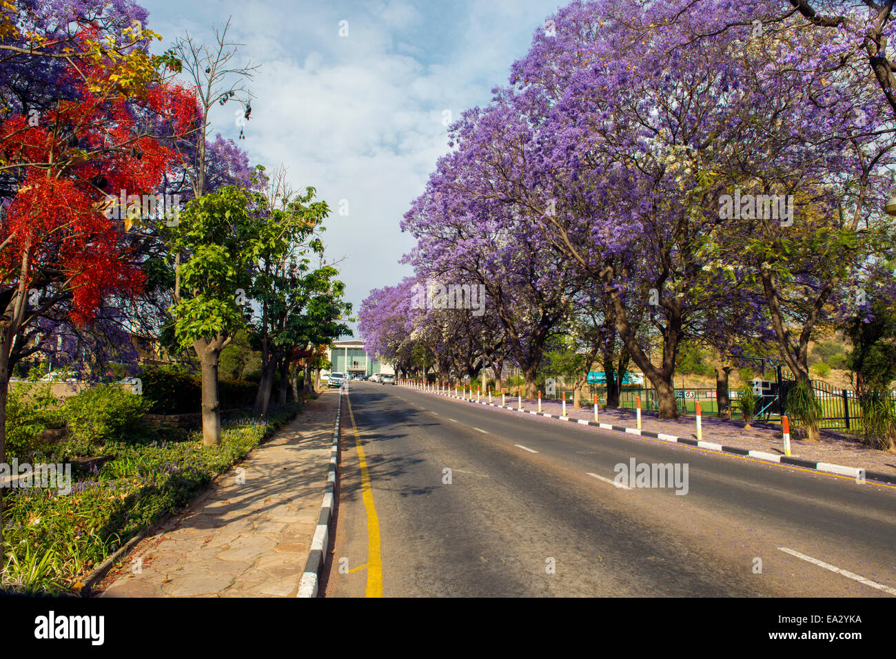Jackaranda trees hi-res stock photography and images - Alamy