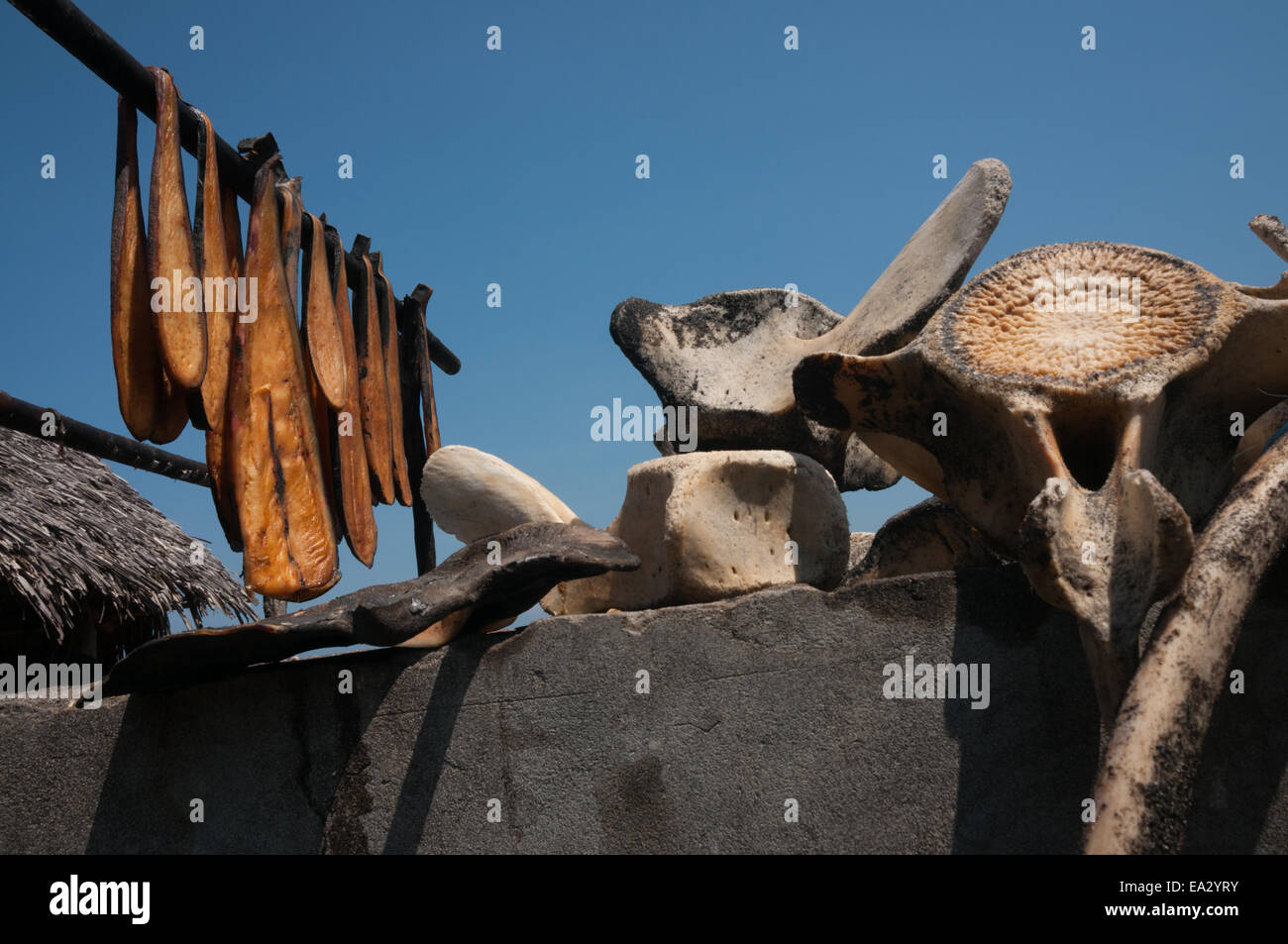 Whale meats and bones being dried up under the sun, a regular view in ...