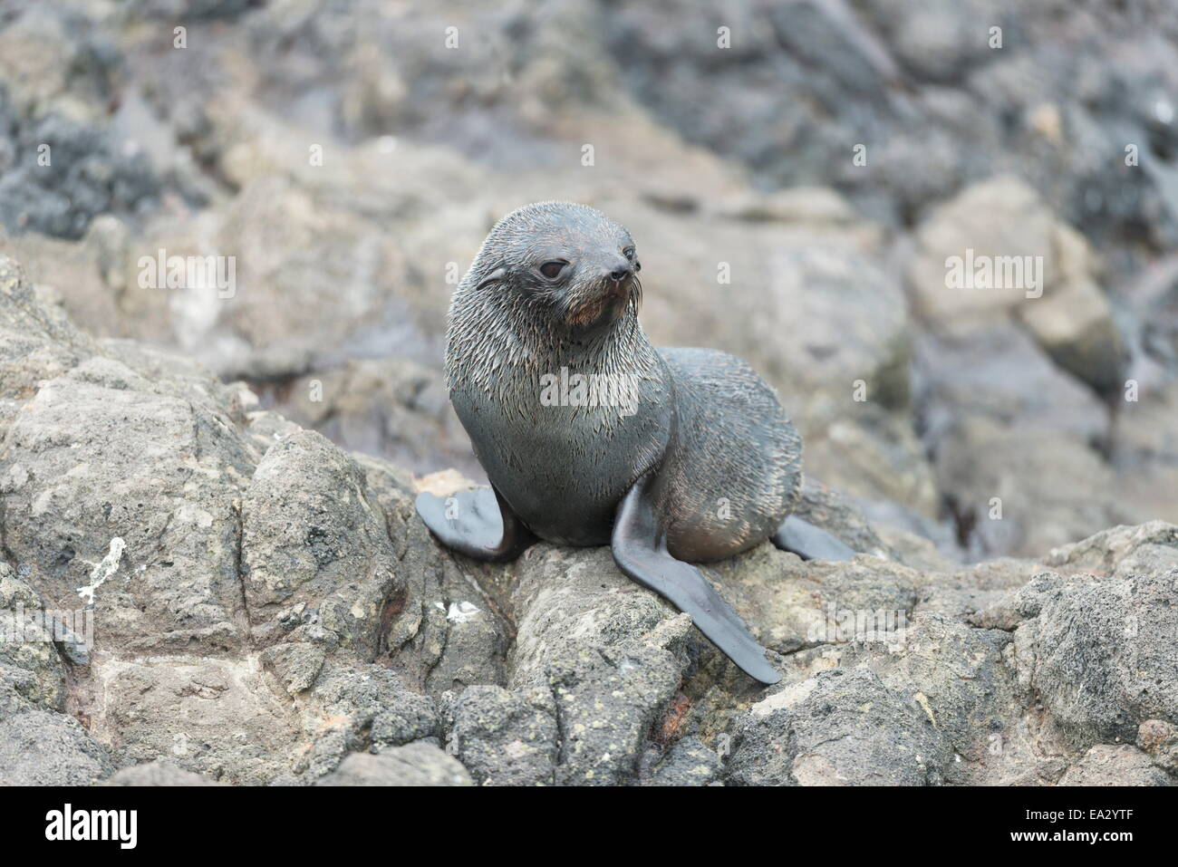 New Zealand Fur Seal Pup at Otago Peninsula, Dunedin, Otago, South ...