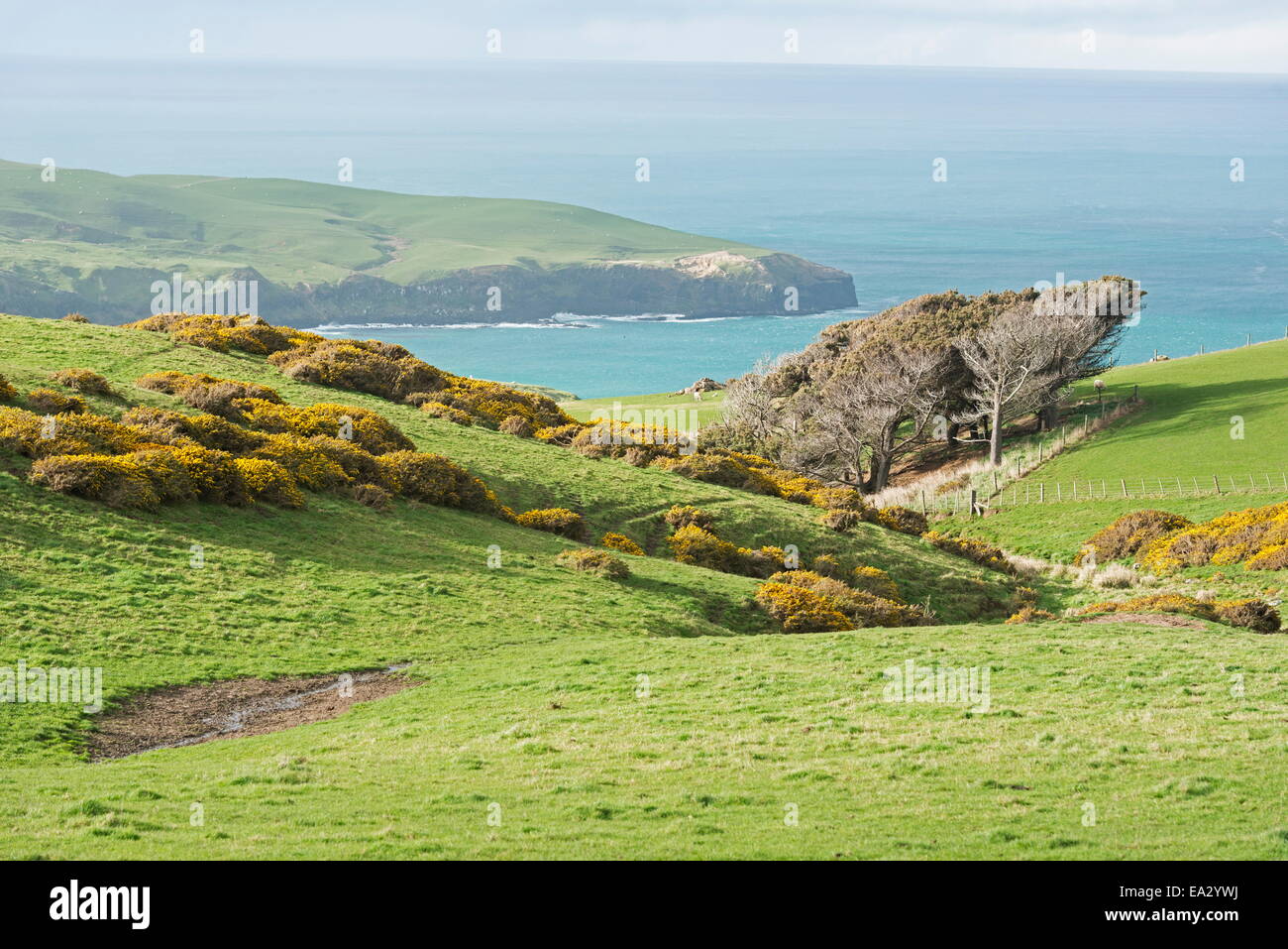 Otago Peninsula landscape, Otago, South Island, New Zealand, Pacific ...