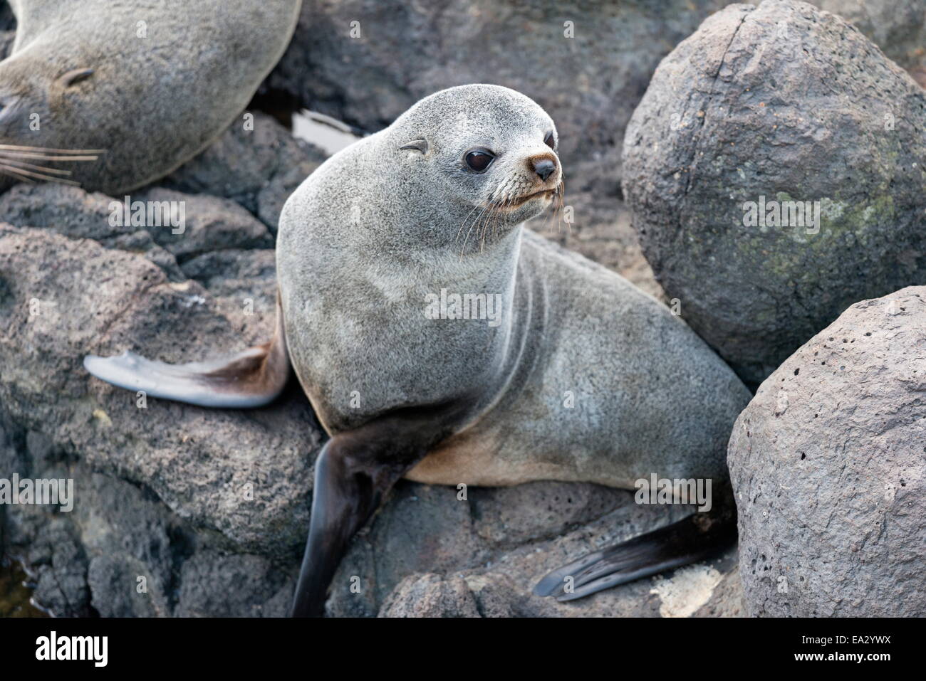 New Zealand Fur seal at Otago Peninsula, Dunedin, South Island, Otago ...