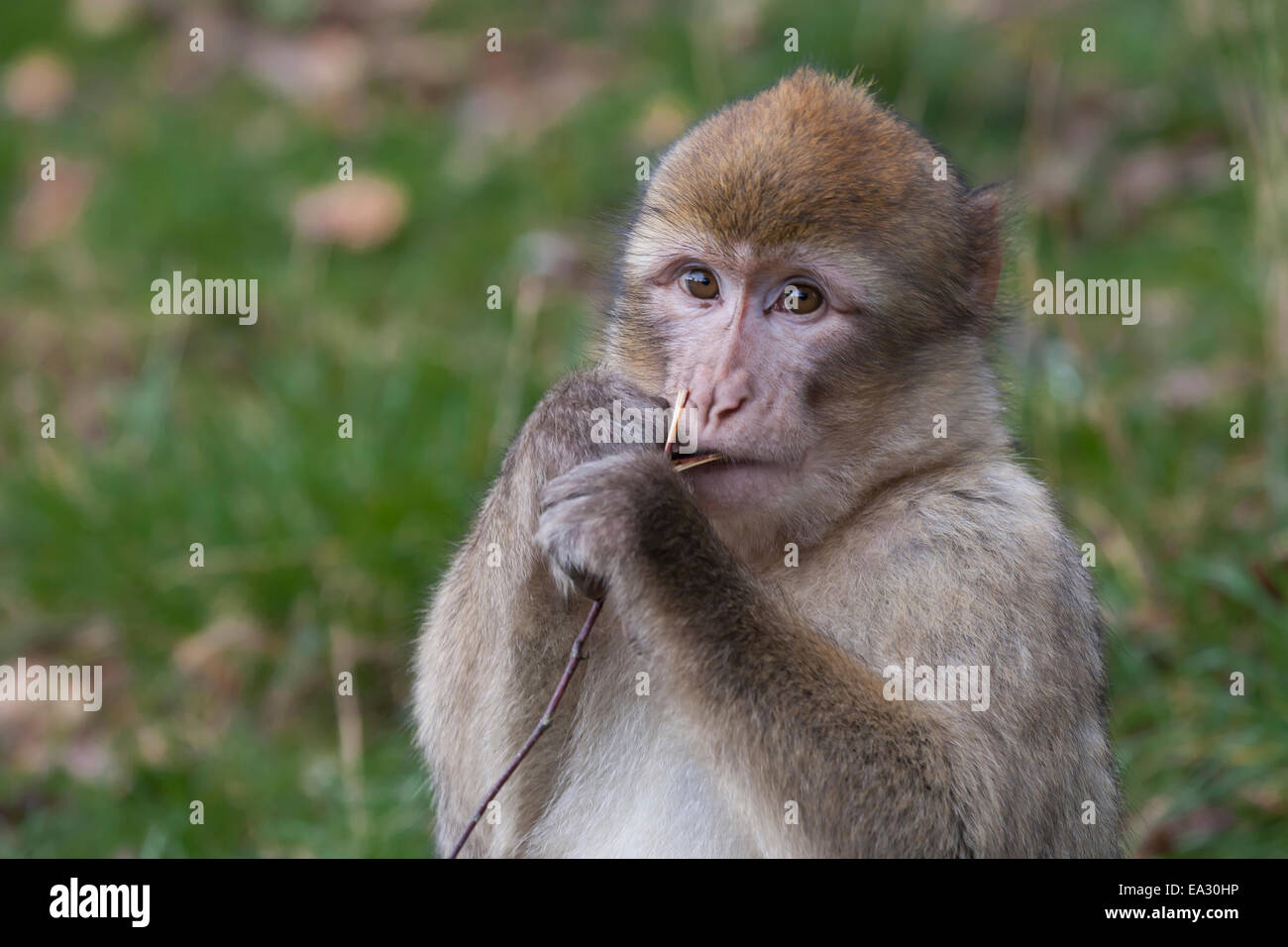 A young barbary macaque chewing on grass Stock Photo - Alamy