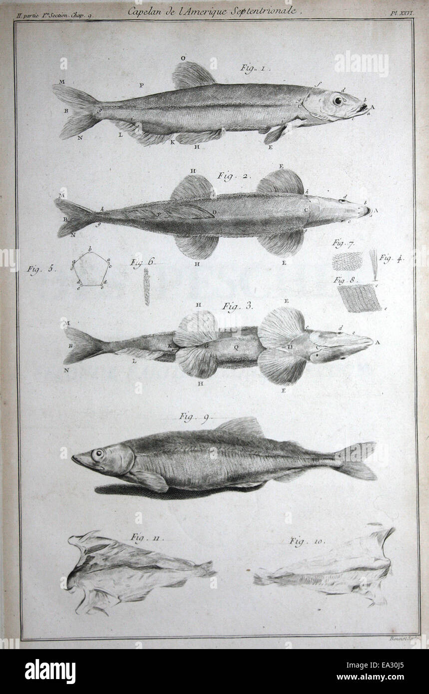 Fish species documentation hi-res stock photography and images - Alamy