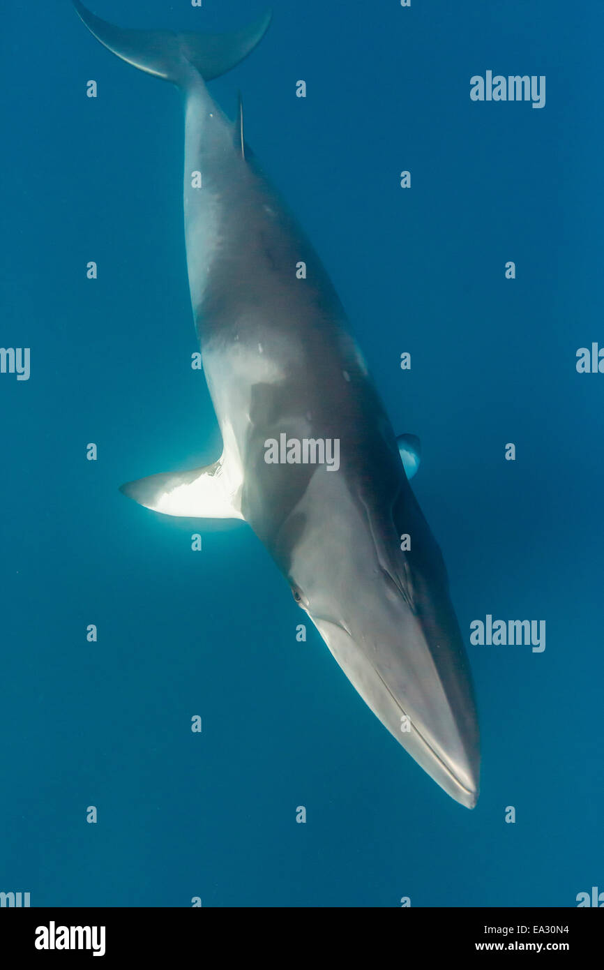 Adult dwarf minke whale (Balaenoptera acutorostrata), south end of ...
