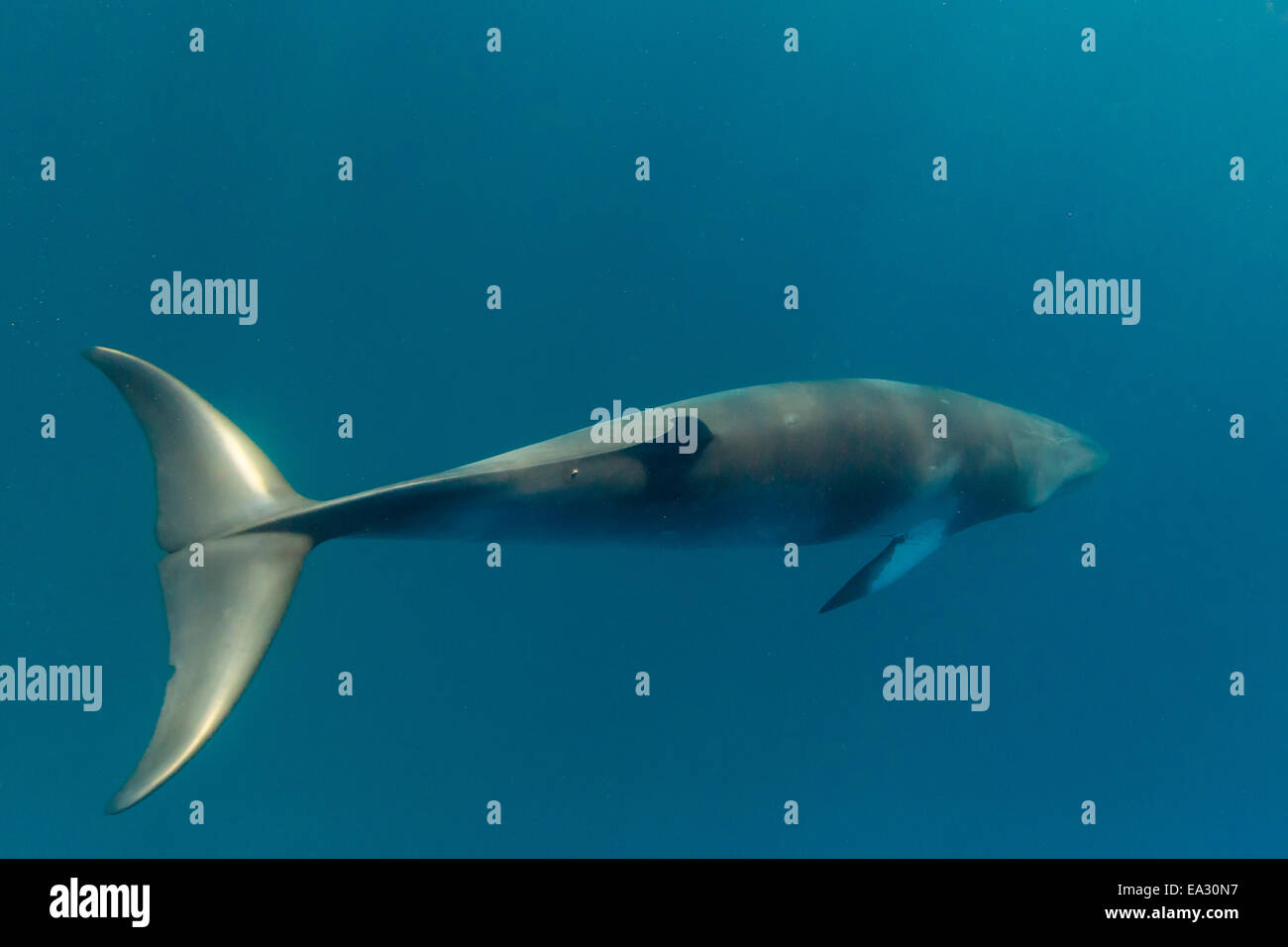 Adult dwarf minke whale (Balaenoptera acutorostrata), south end of ...