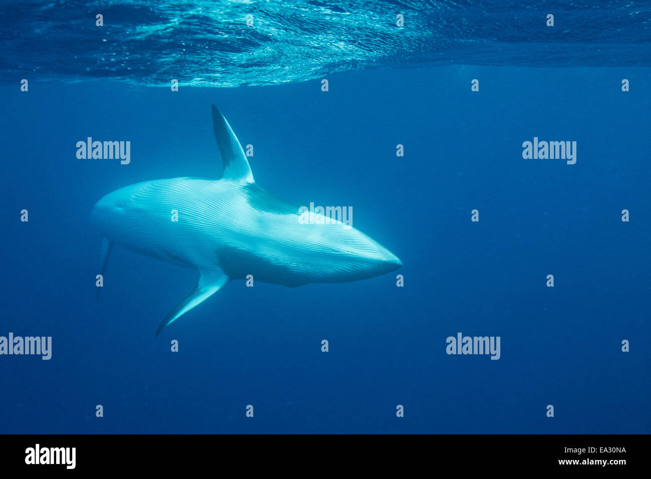 Dwarf minke whale surface hi-res stock photography and images - Alamy