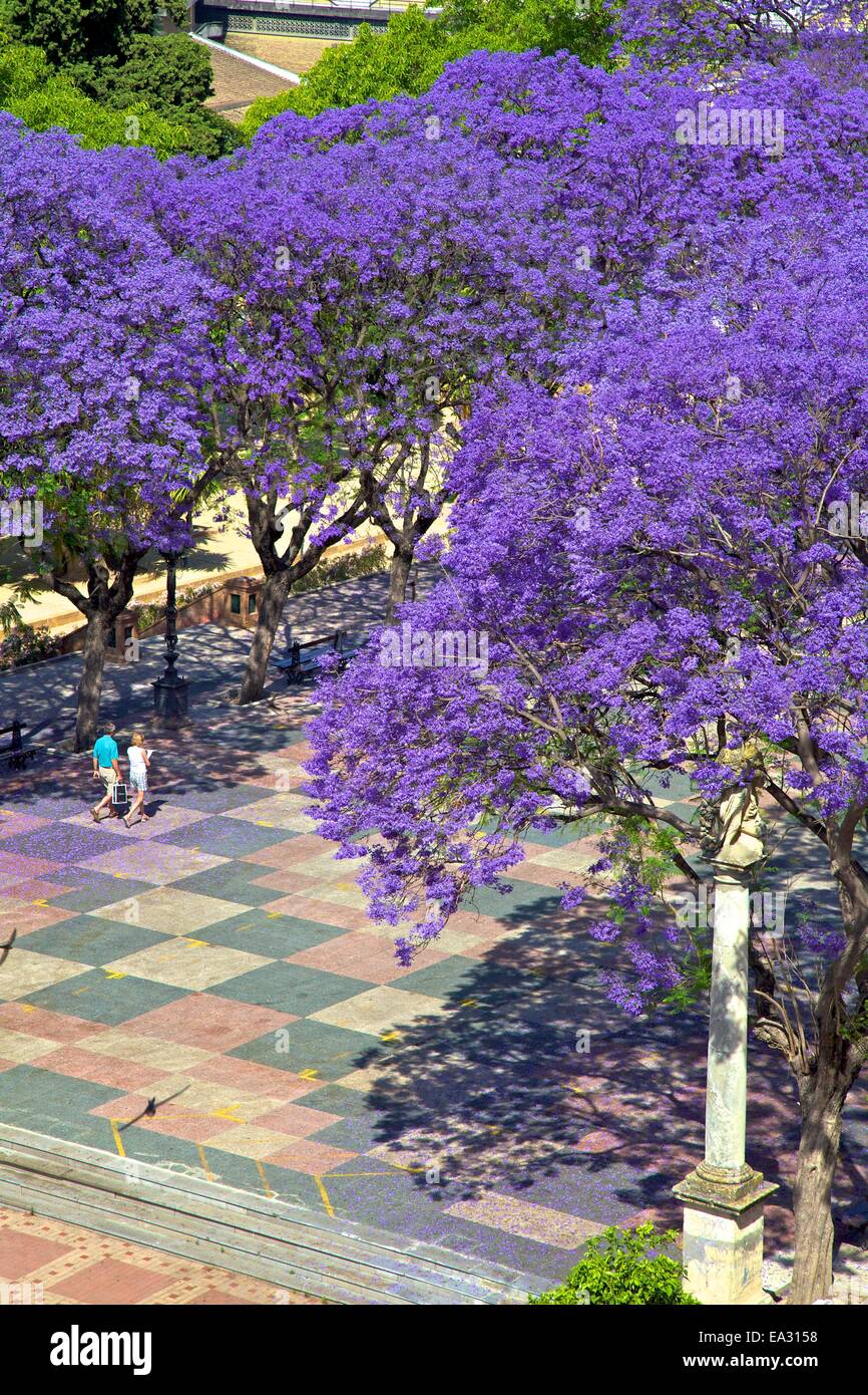 Jacaranda trees hi-res stock photography and images - Alamy