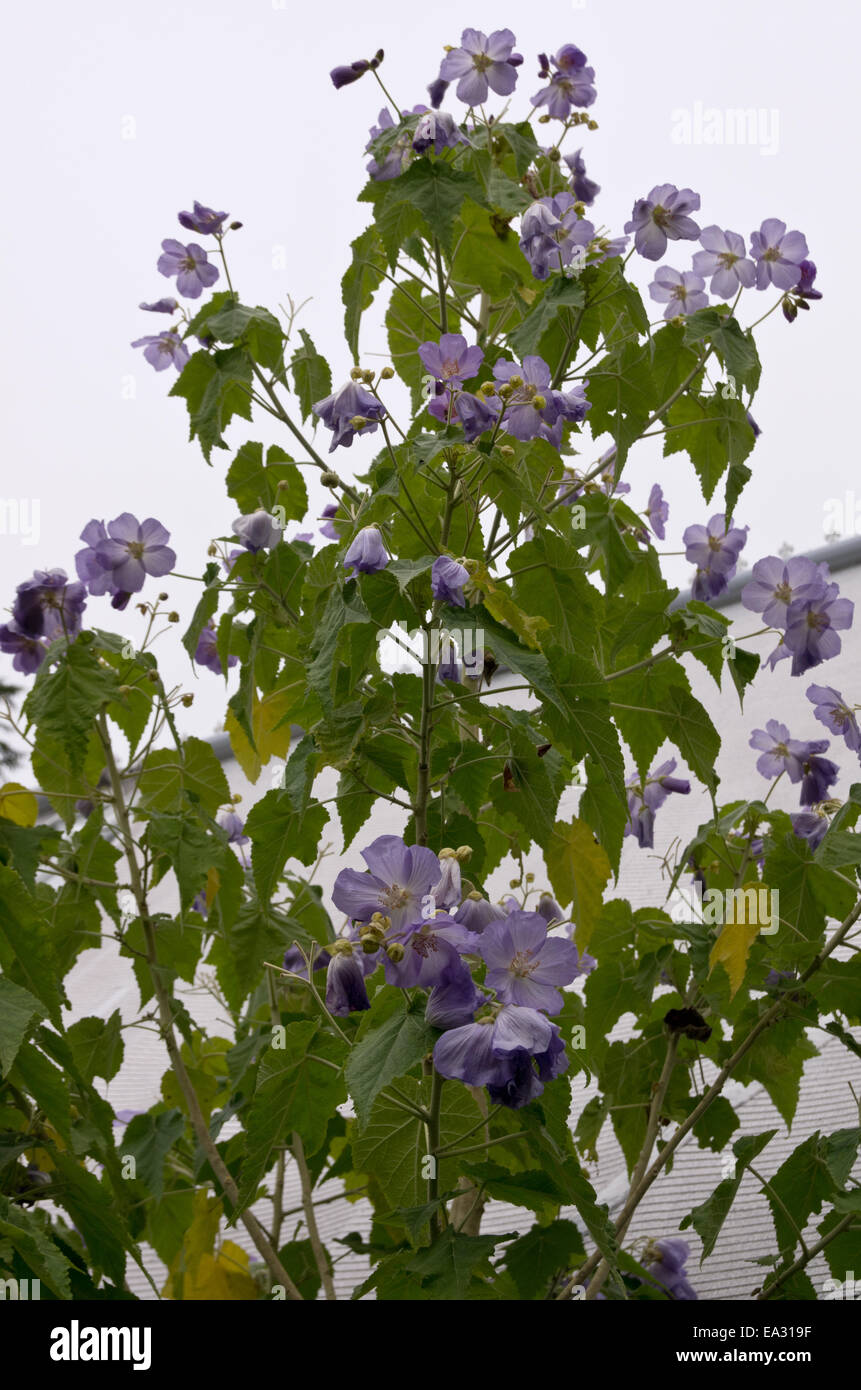 Abutilon flowers hi-res stock photography and images - Alamy