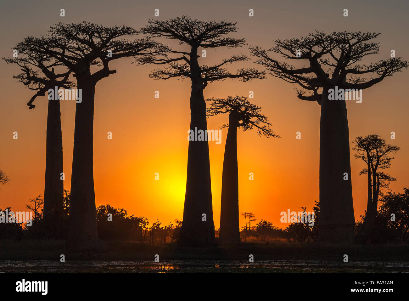 Baobab trees (Adansonia Grandidieri) at sunset, Morondava, Toliara ...