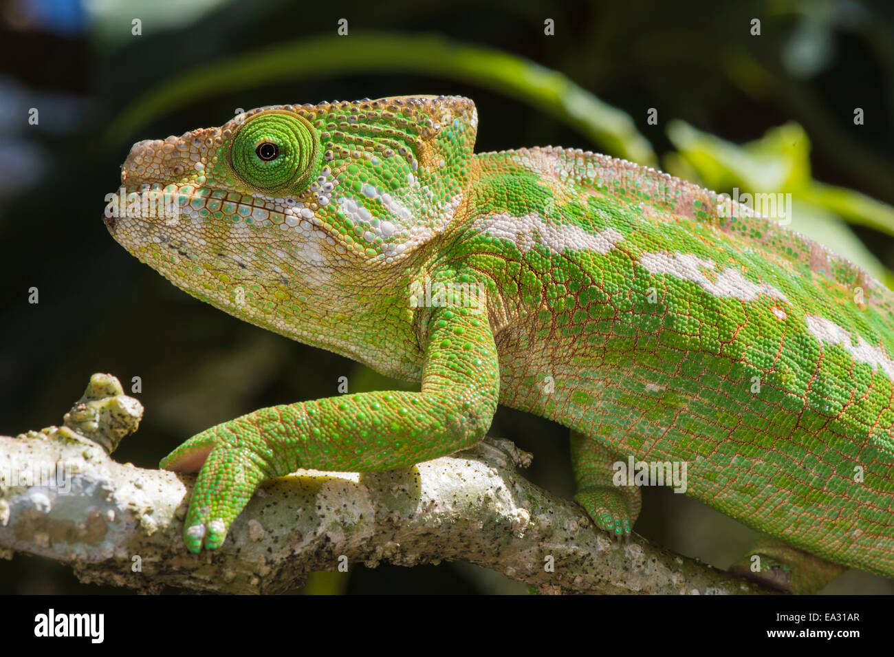 Globe-horned chameleon (flat-casqued chameleon) (Calumma globifer ...