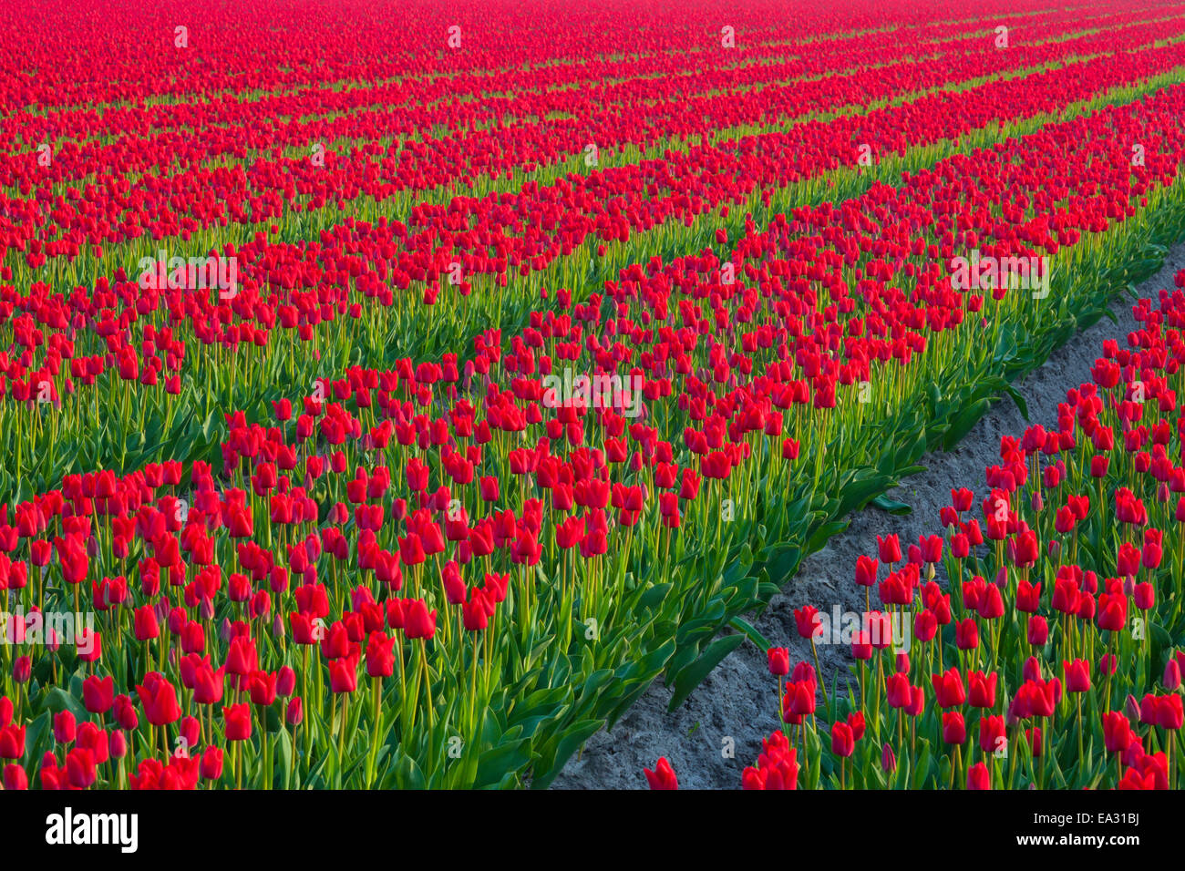 Rows of red tulips, North Holland, Netherlands, Europe Stock Photo - Alamy