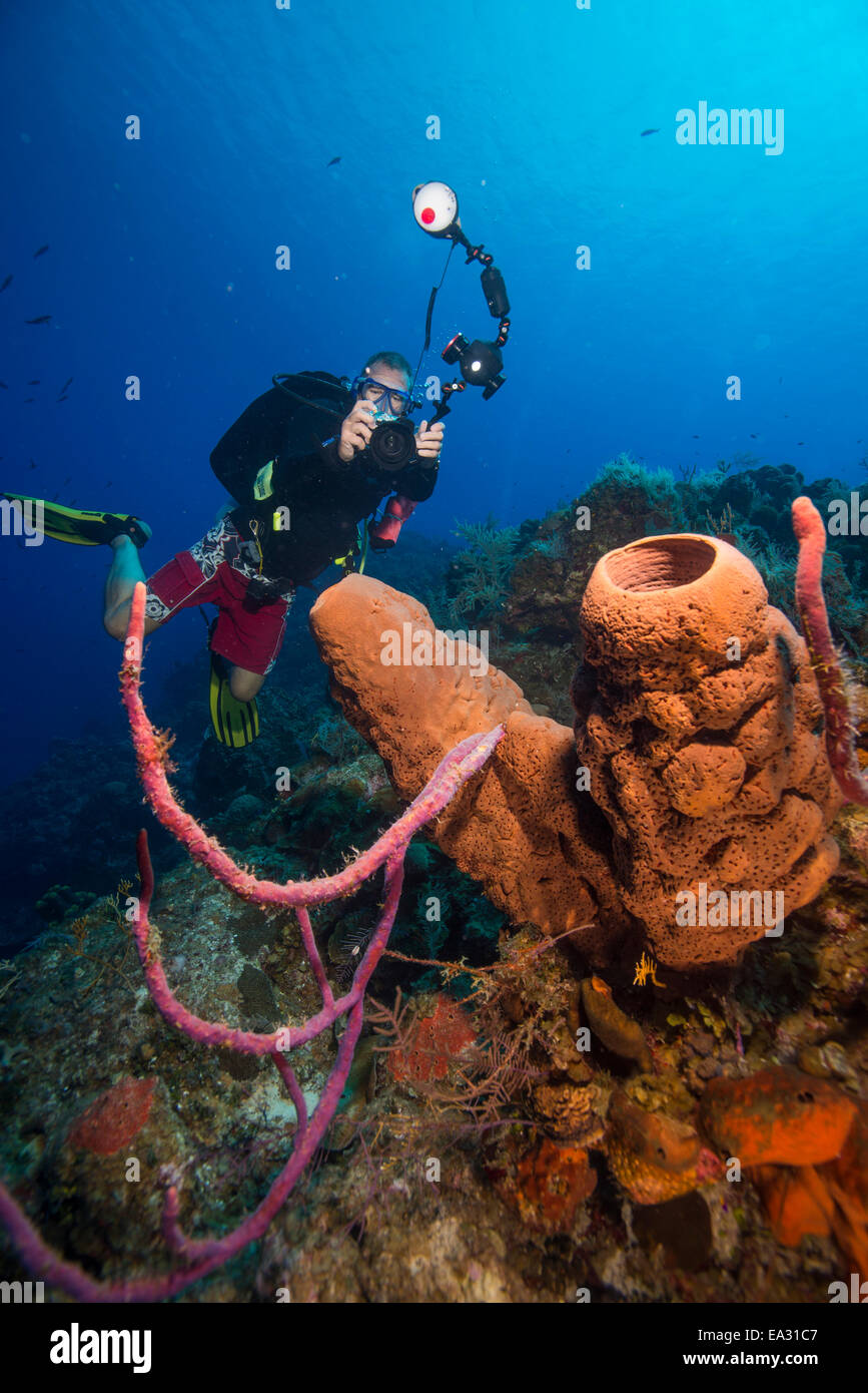 Diver photographing sponge in the Bahamas, West Indies, Central America ...
