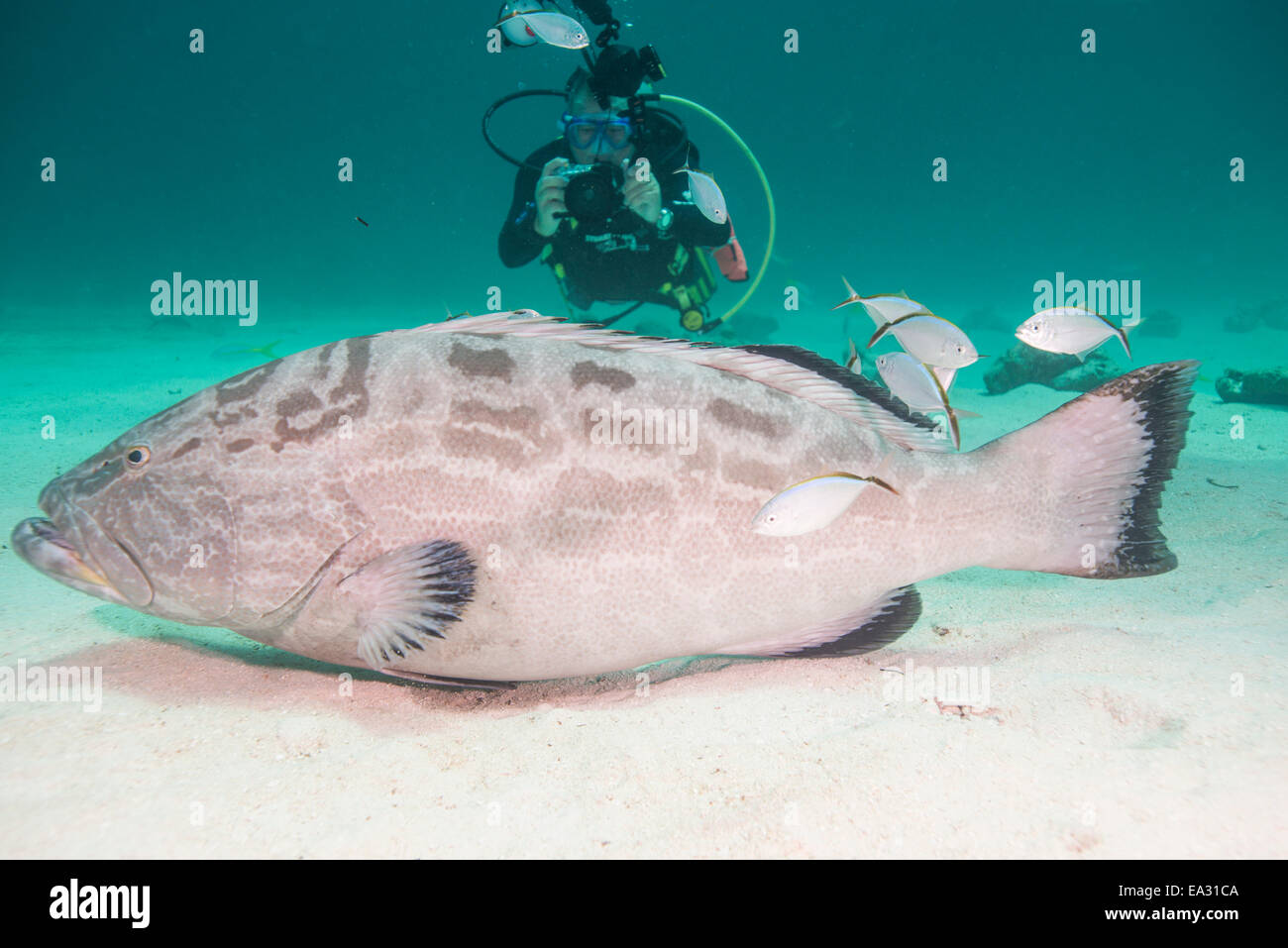 Large grouper hi-res stock photography and images - Alamy