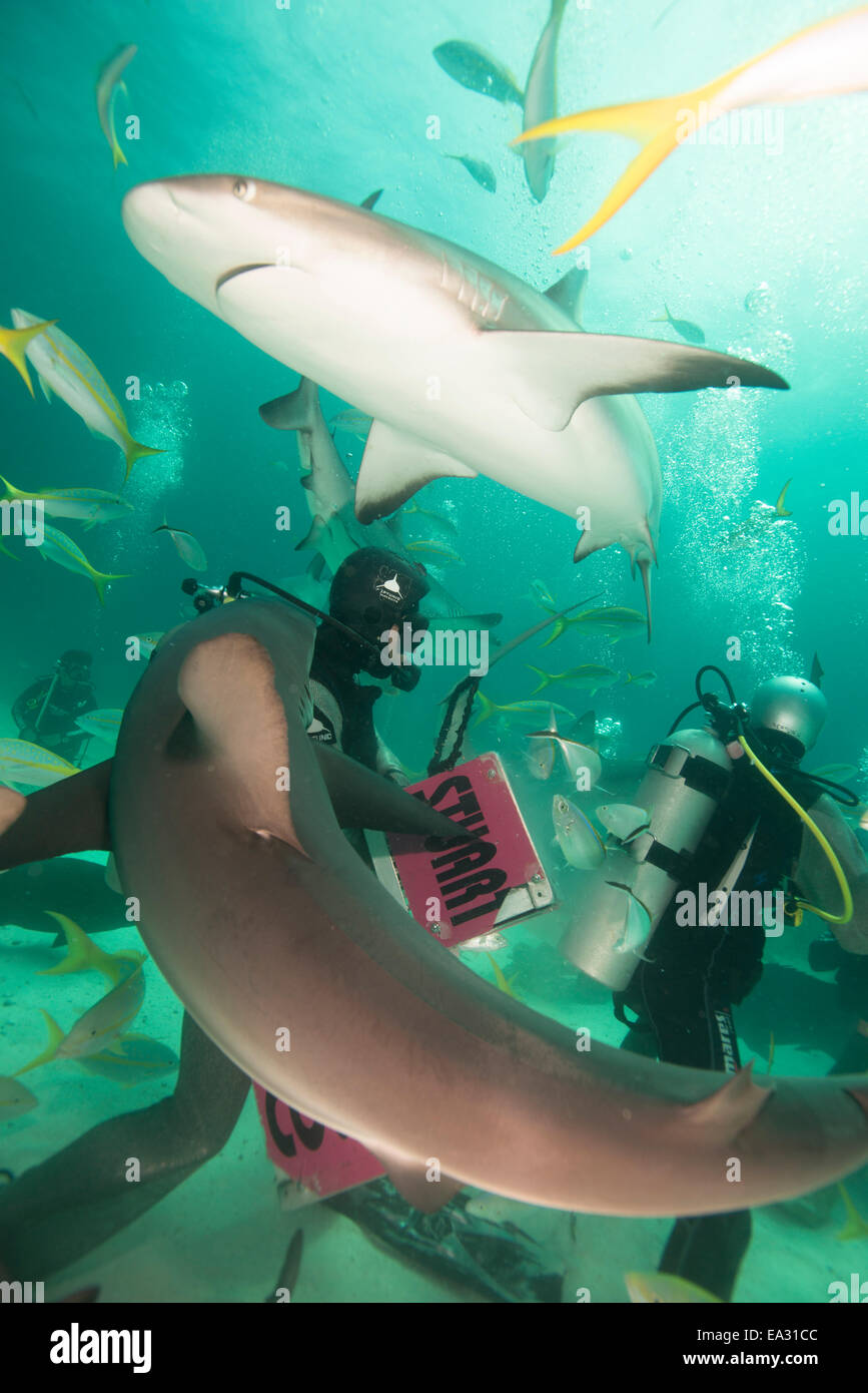 Shark feeding at Stuart Cove, Bahamas, West Indies, Central America ...