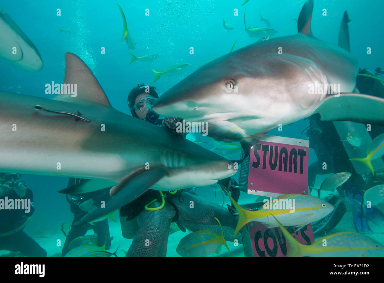 Stuart cove shark hi-res stock photography and images - Alamy