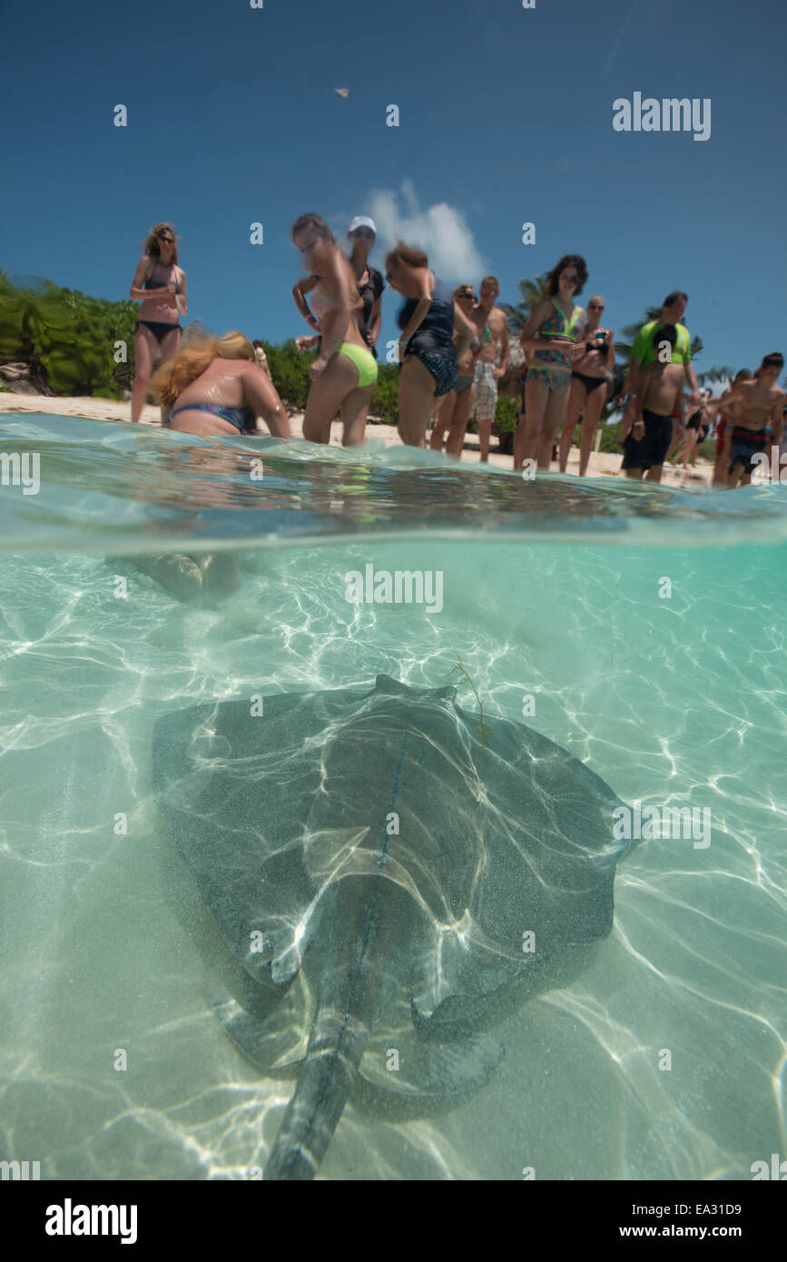 Shark feeding and ray feeding off the beach in the Bahamas, West Indies ...