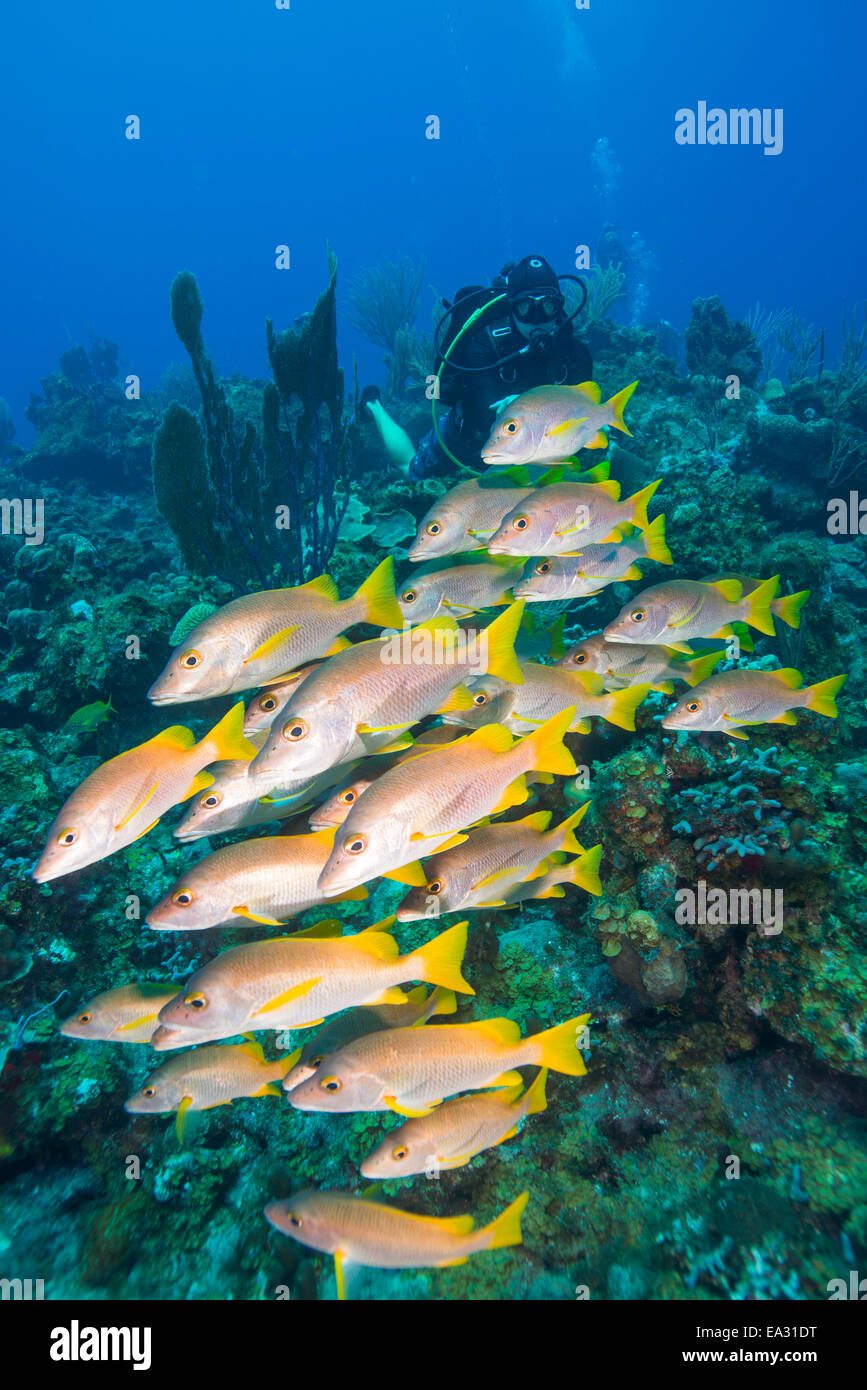 Snapper fish hi-res stock photography and images - Alamy