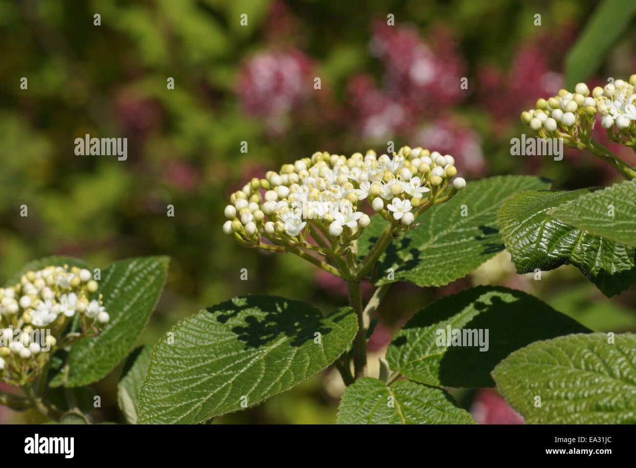 Wayfaring trees hi-res stock photography and images - Alamy