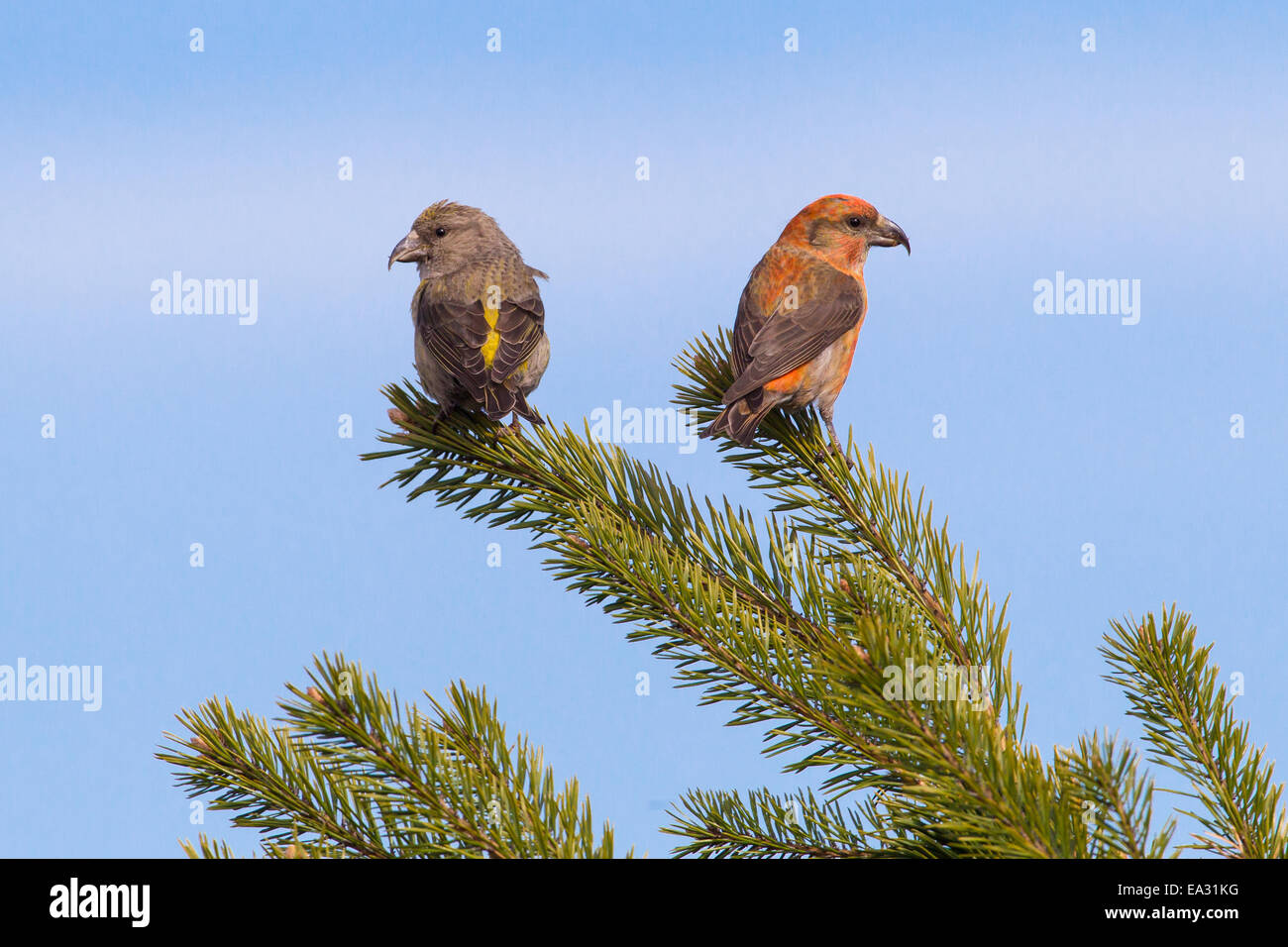 Common crossbill hi-res stock photography and images - Alamy