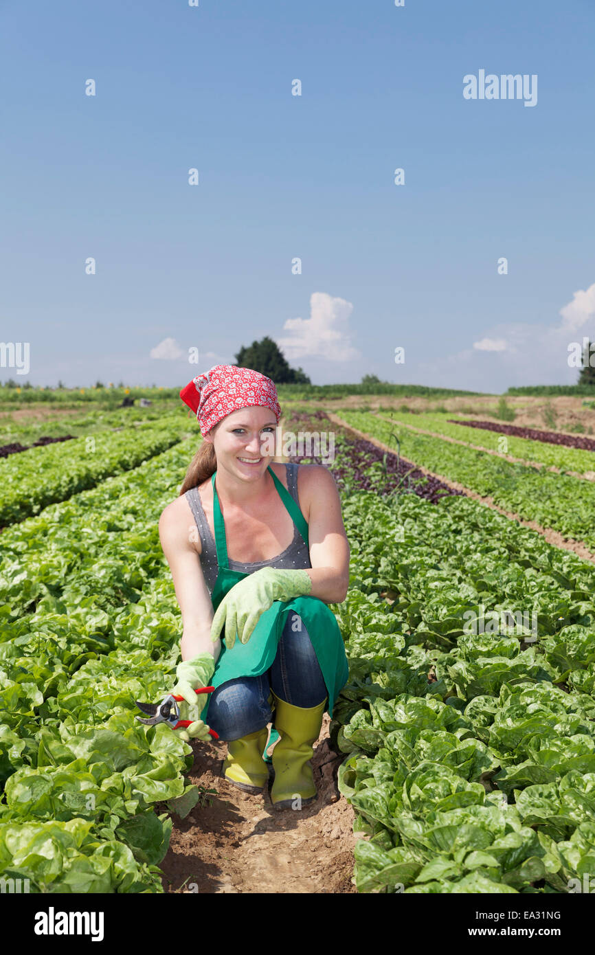 Female farmer picking lettuce (Lactuca sativa), Esslingen, Baden ...