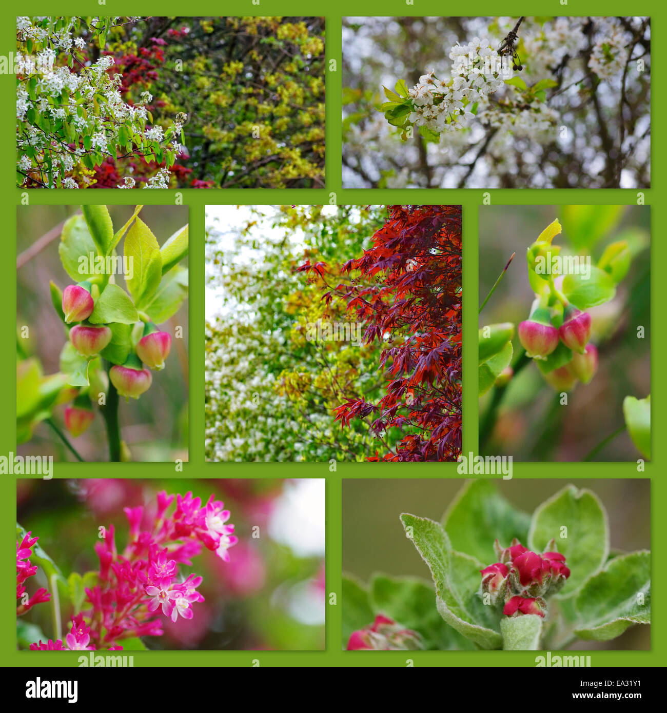 Spring flowers in collage hi-res stock photography and images - Alamy