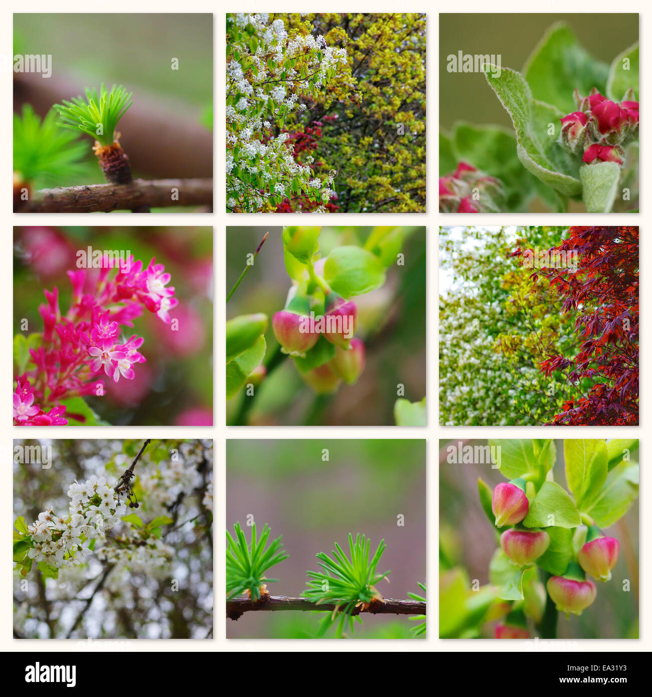 Collage in springtime Stock Photo - Alamy