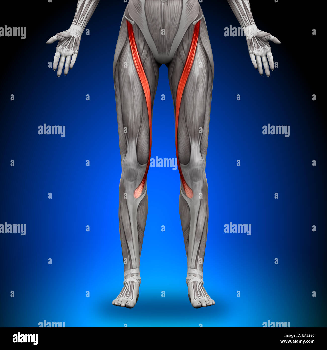 Sartorius - Female Anatomy Muscles Stock Photo - Alamy