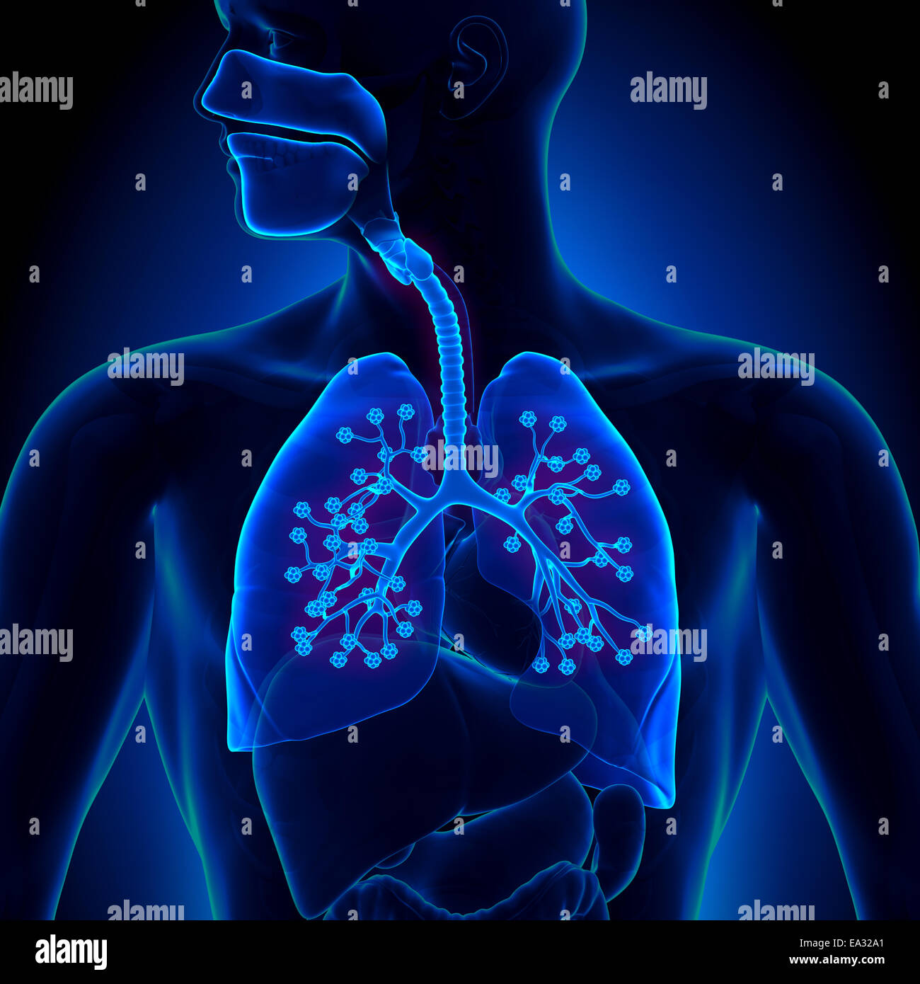 Lungs Anatomy - with detailed Alveoli Stock Photo - Alamy