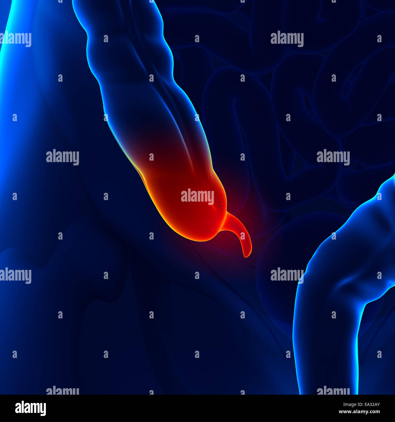 Appendix illustration hi-res stock photography and images - Alamy