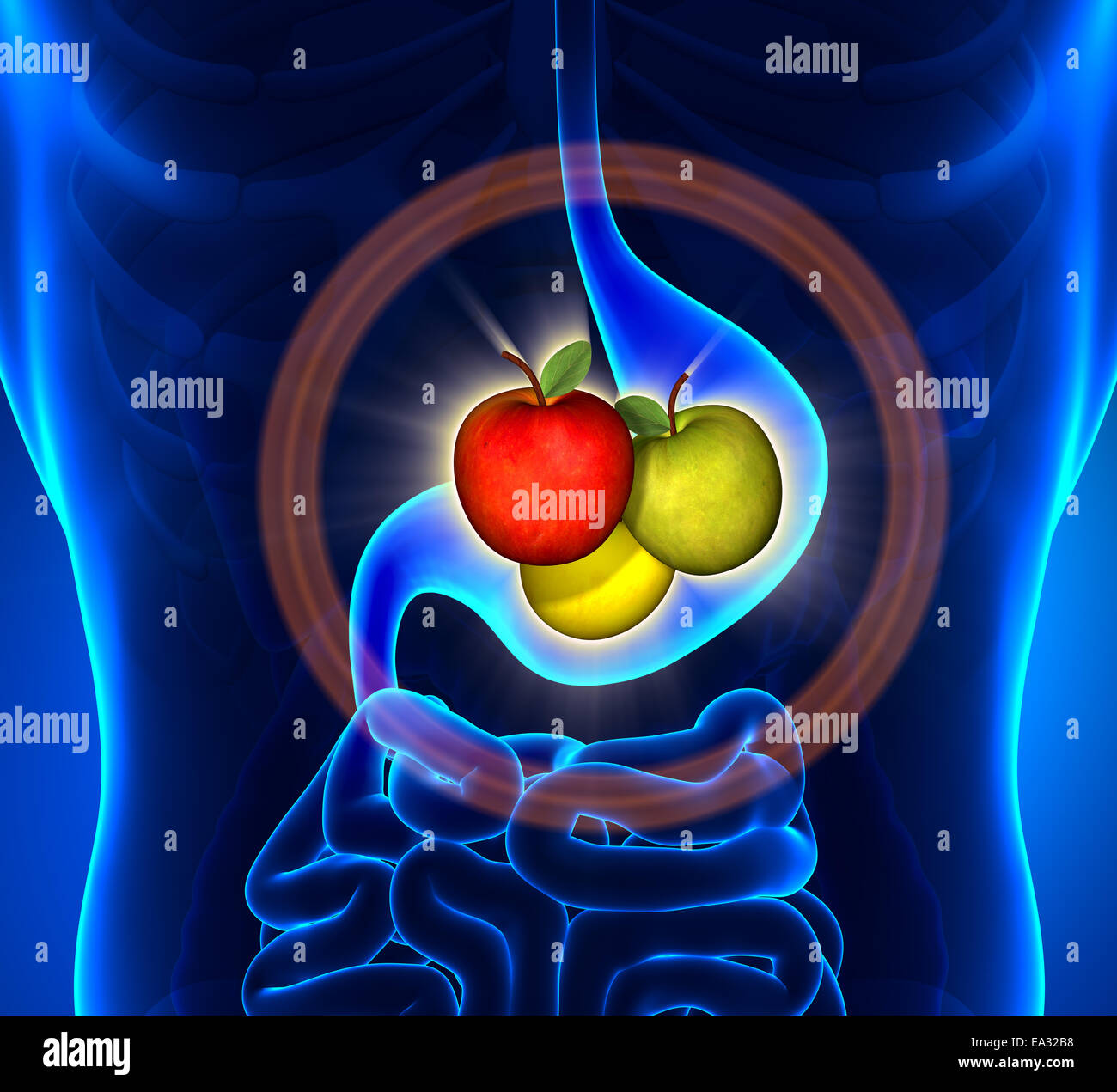Heatlhy Food - Stomach Anatomy Stock Photo - Alamy