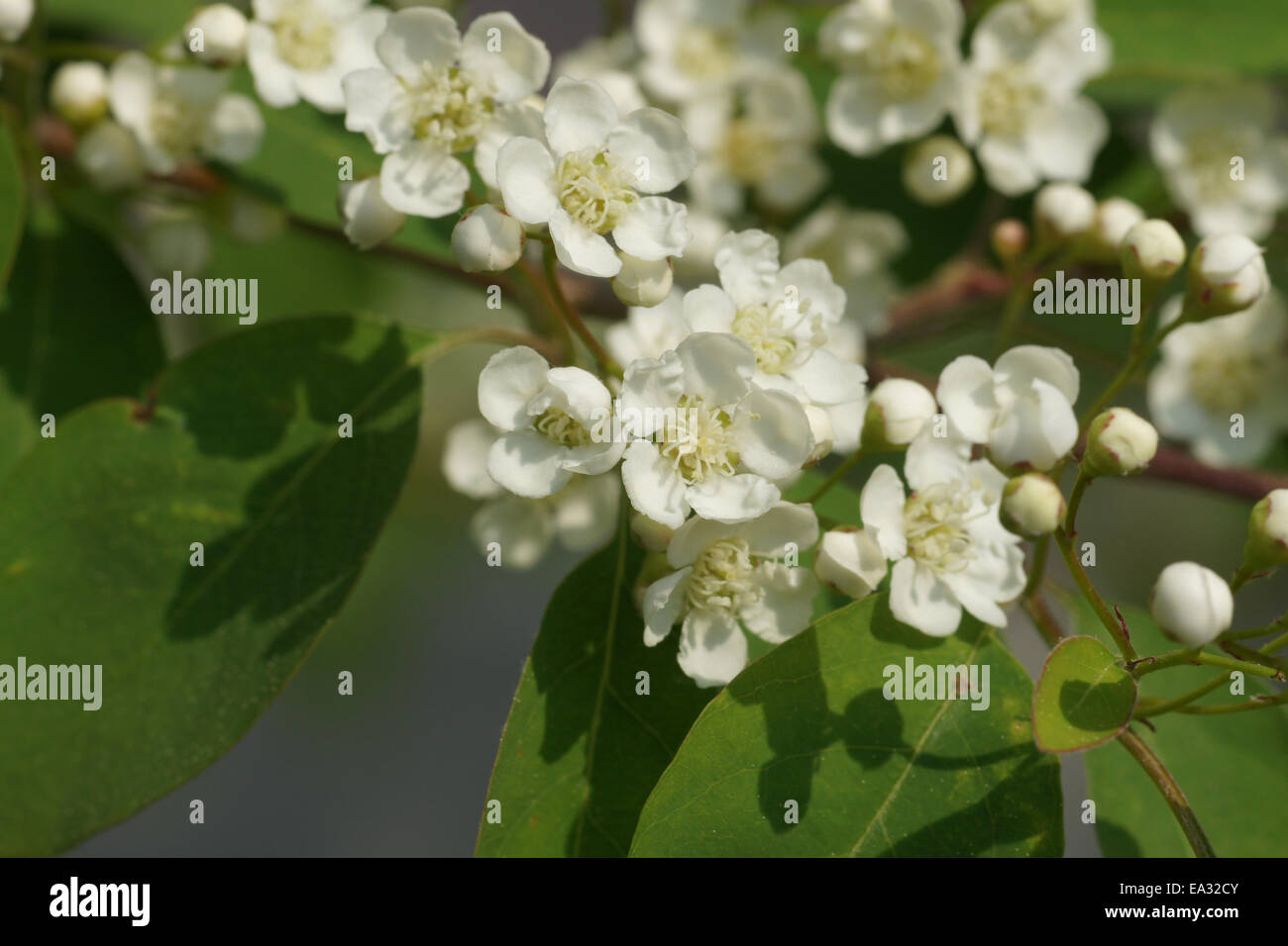 Cotoneaster Multiflorus High Resolution Stock Photography and Images ...