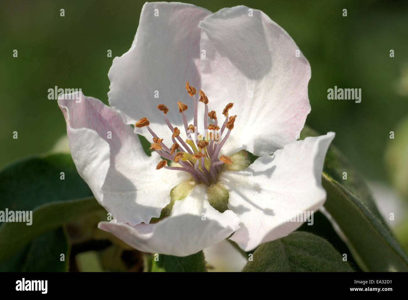 Quince blossom hi-res stock photography and images - Alamy