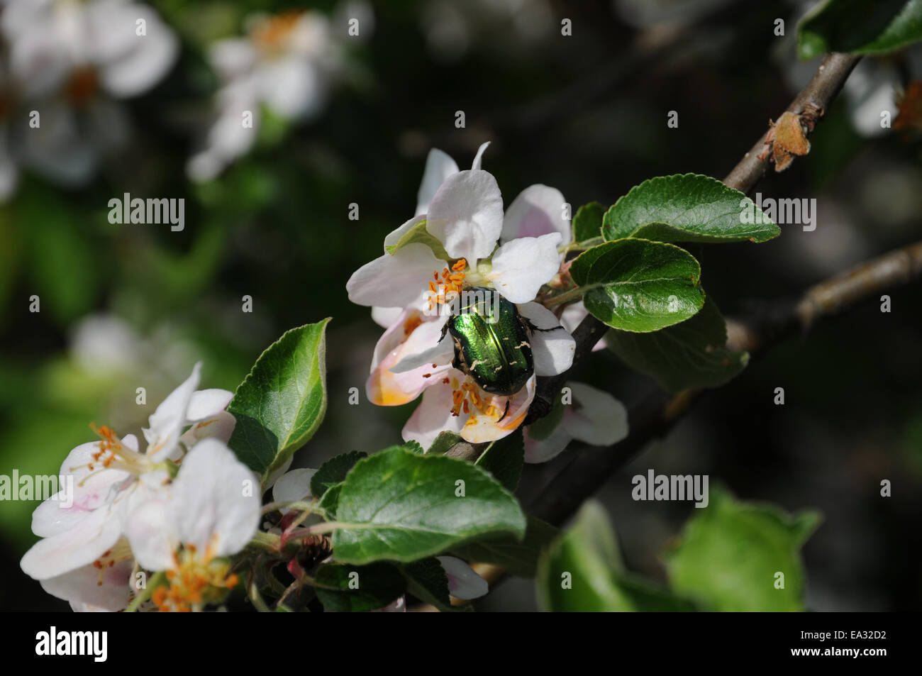 Rose apple trees hi-res stock photography and images - Alamy