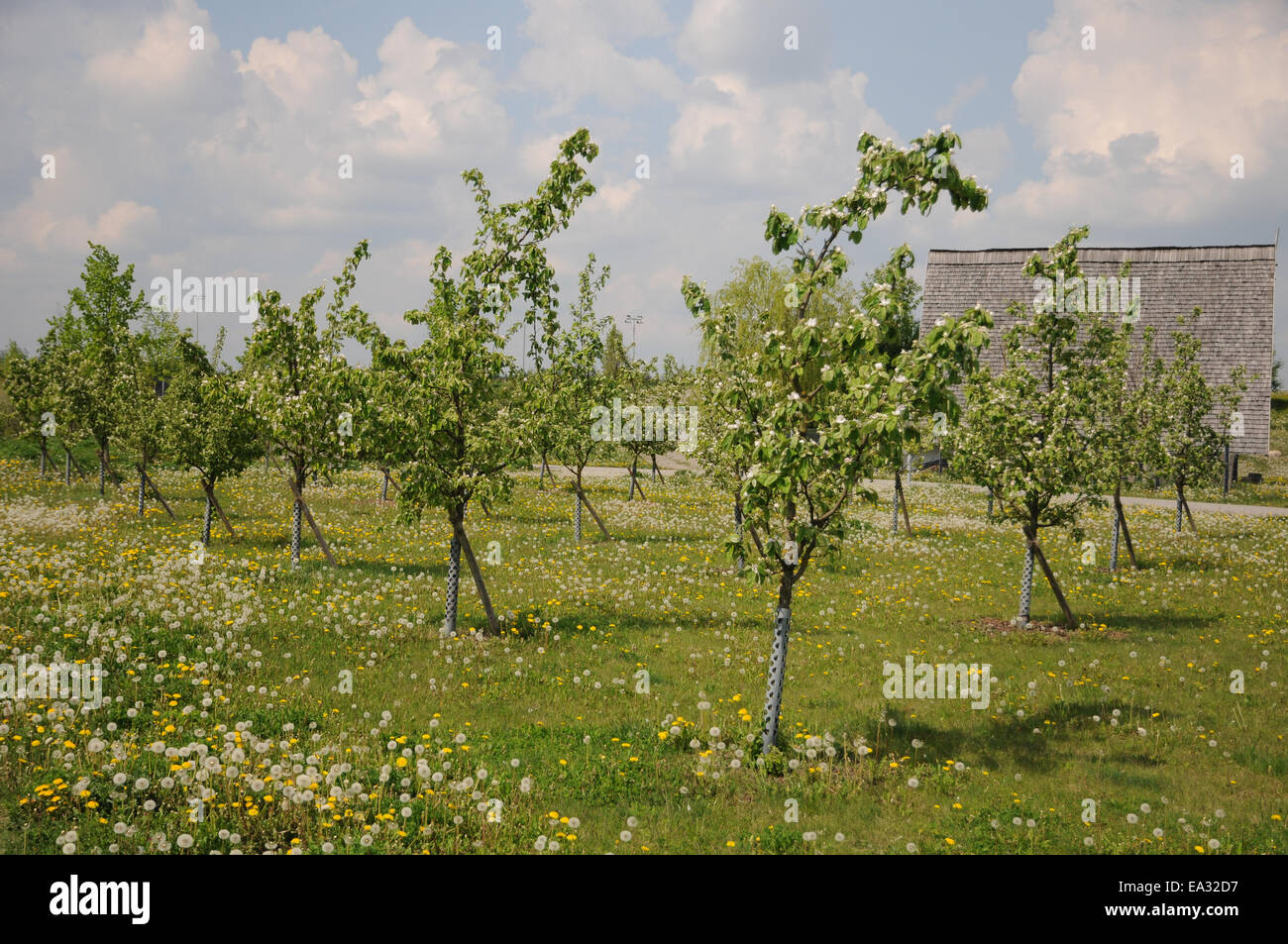 Quince trees hi-res stock photography and images - Alamy