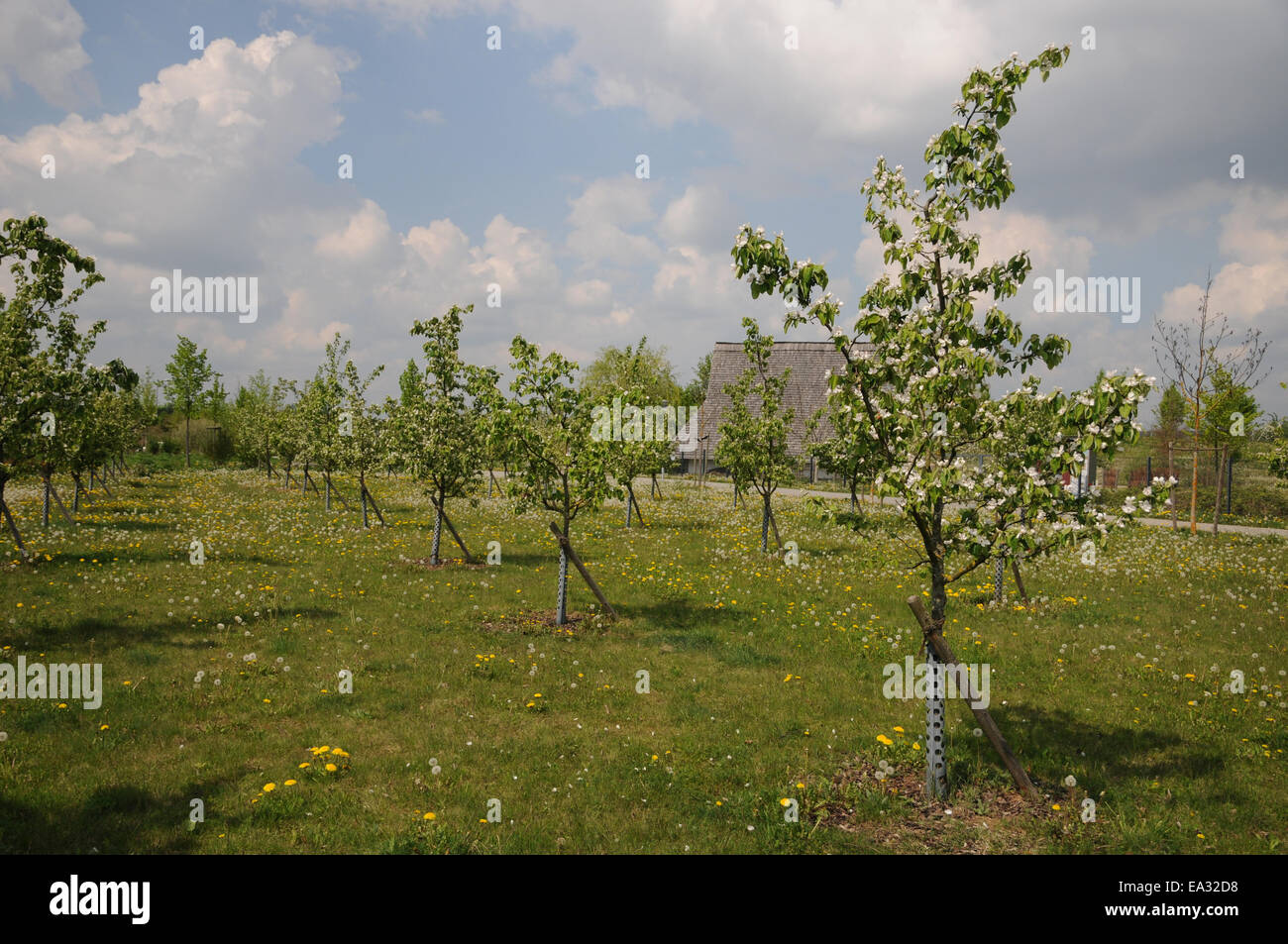 Quince trees hi-res stock photography and images - Alamy