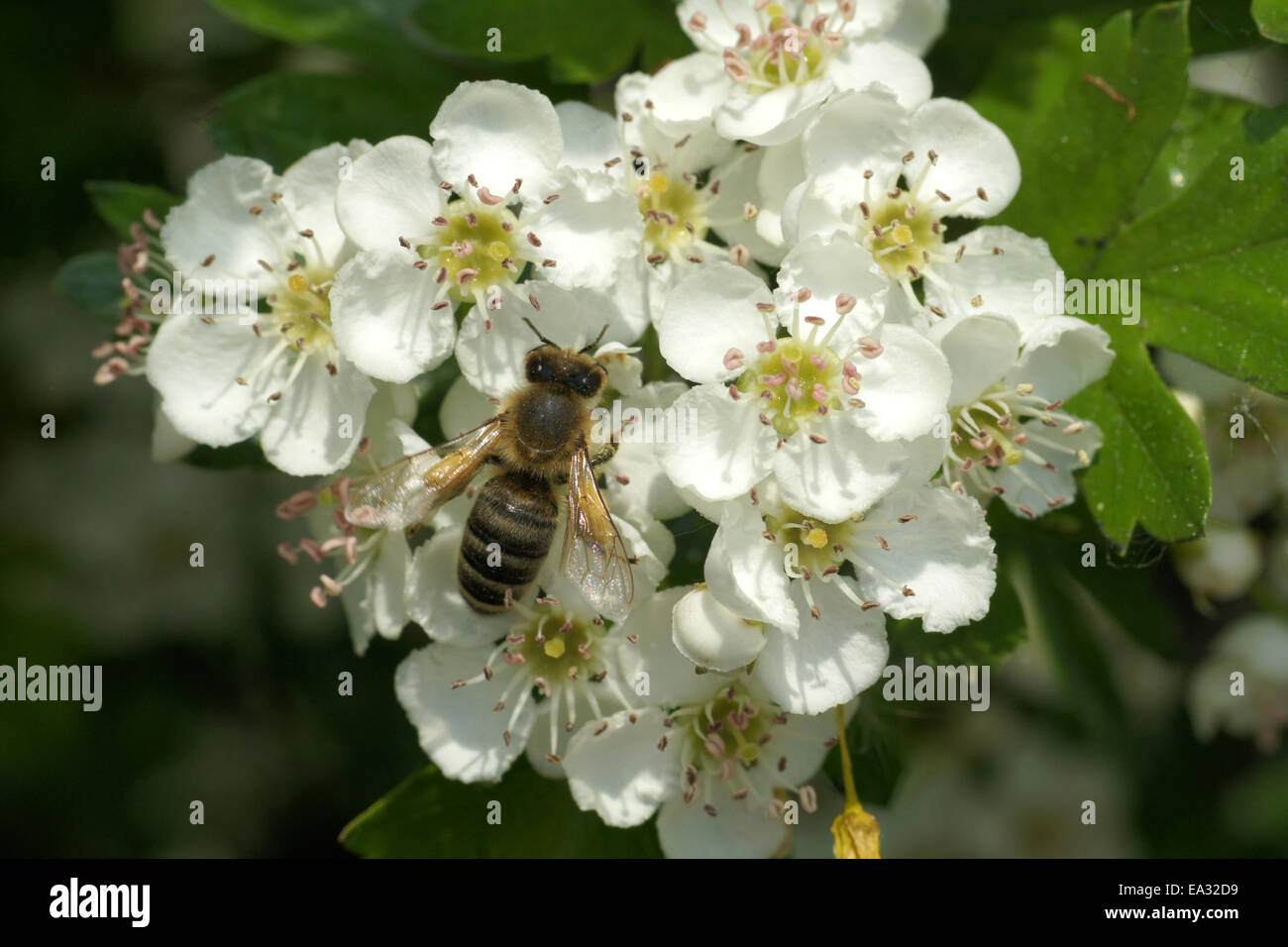 Laubgehol hi-res stock photography and images - Alamy