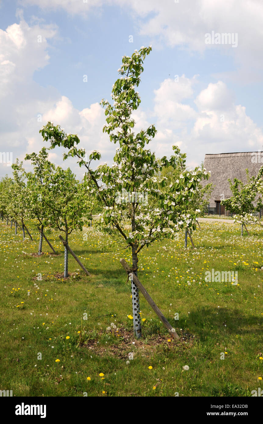 Quince trees hi-res stock photography and images - Alamy