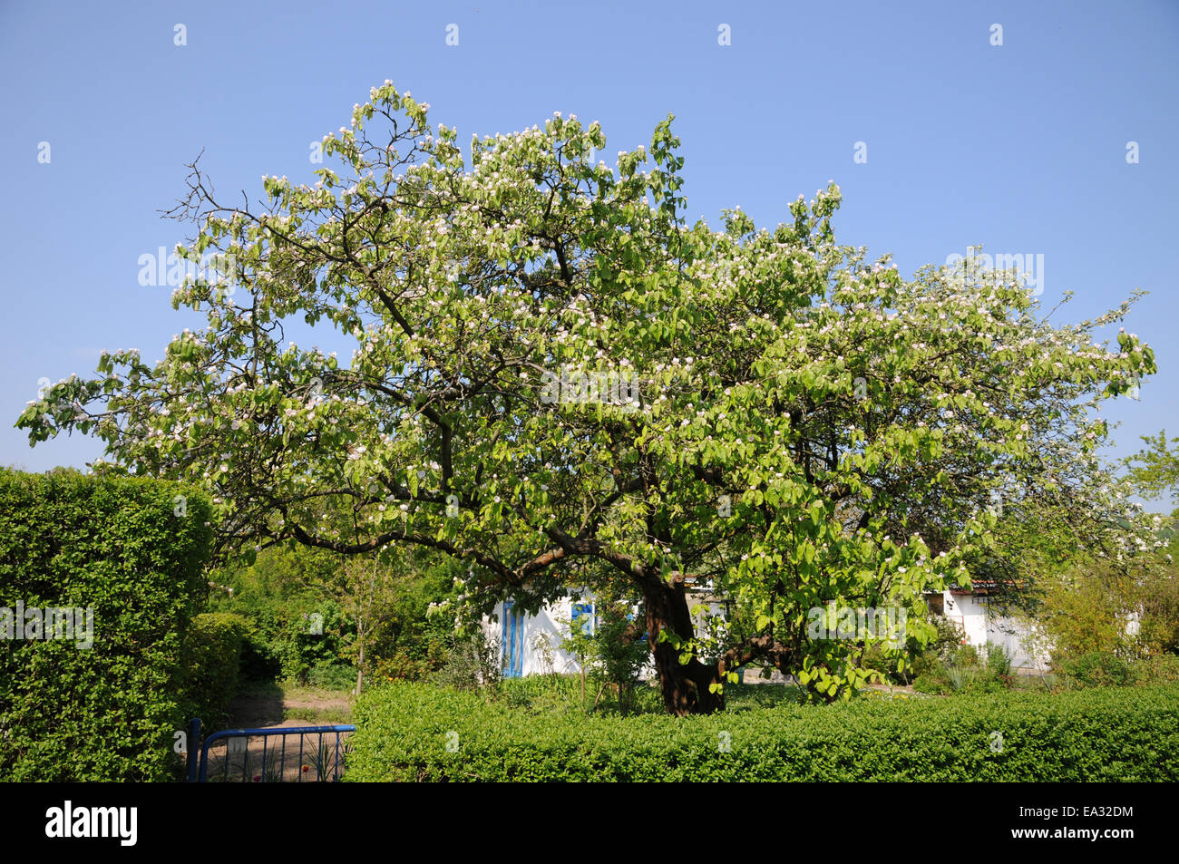Quitte ernte hi-res stock photography and images - Alamy